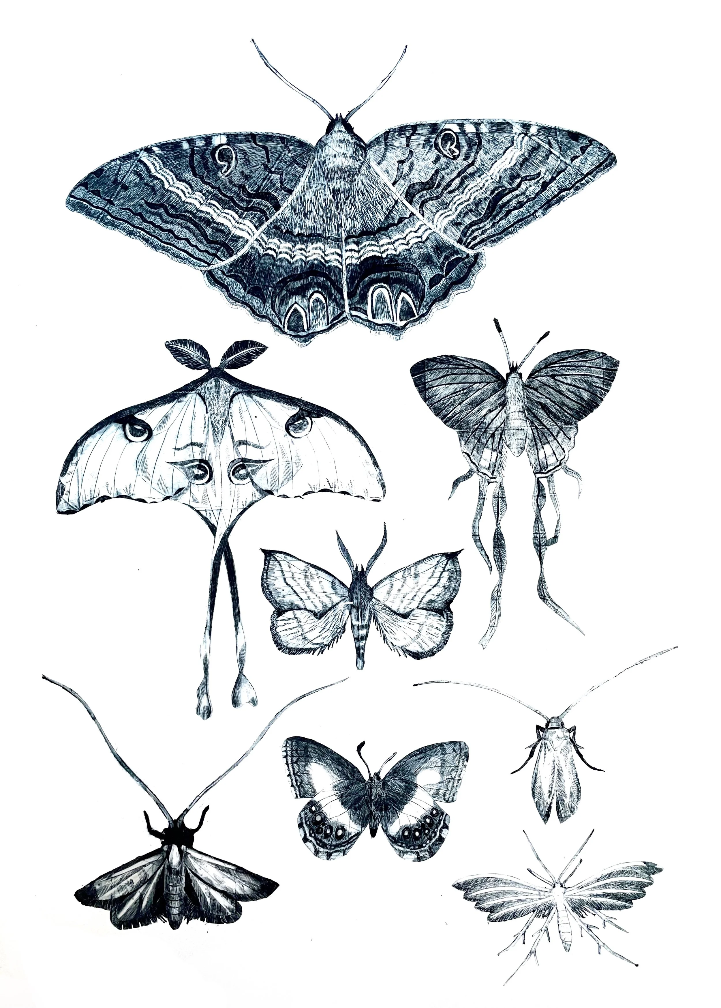 Tetrapak Printmaking - Lovely Lepidoptera — Caroline Rudge