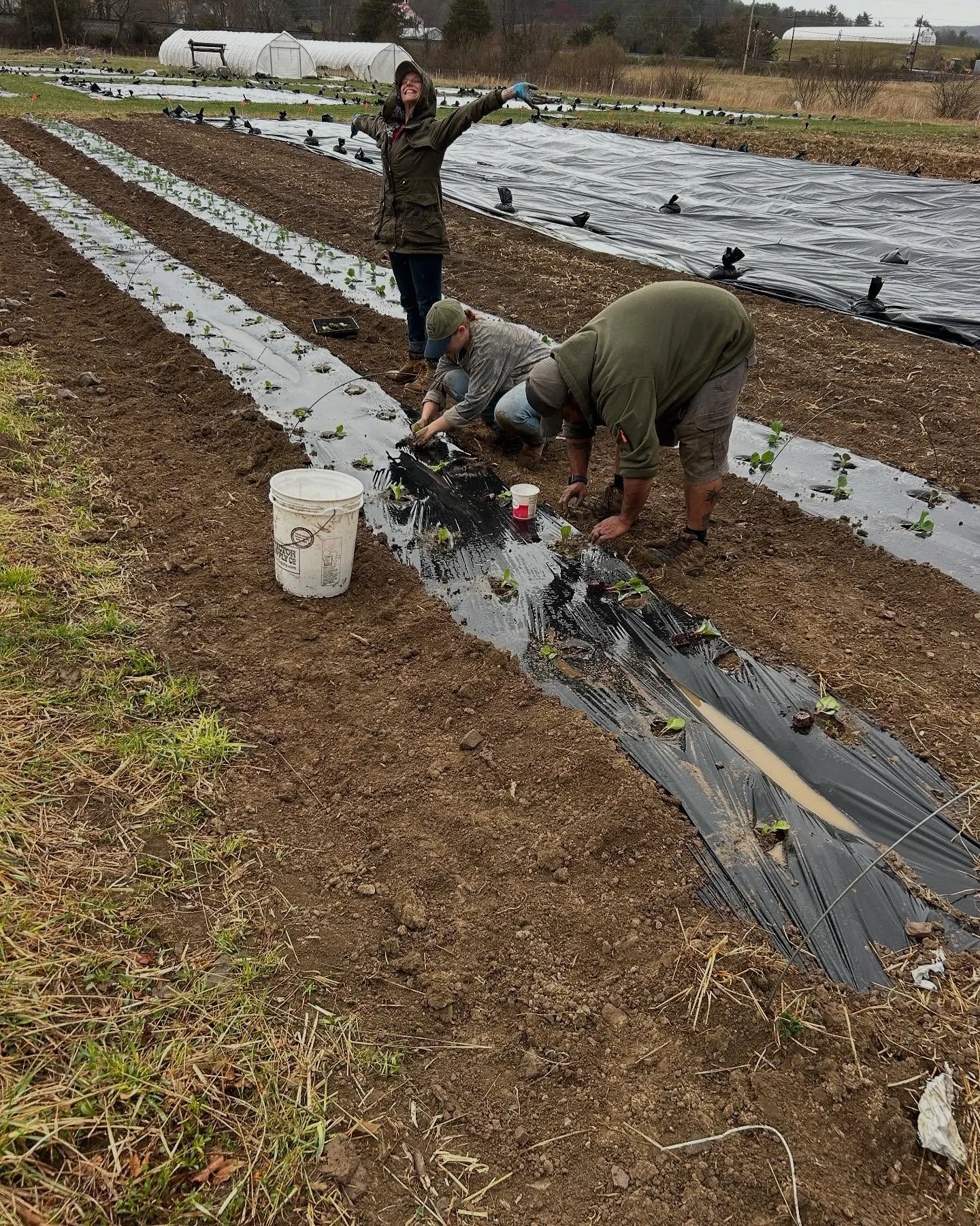 Poplar Ridge Farms | Naturally Grown Produce | Pastured Lamb, Pork & Eggs