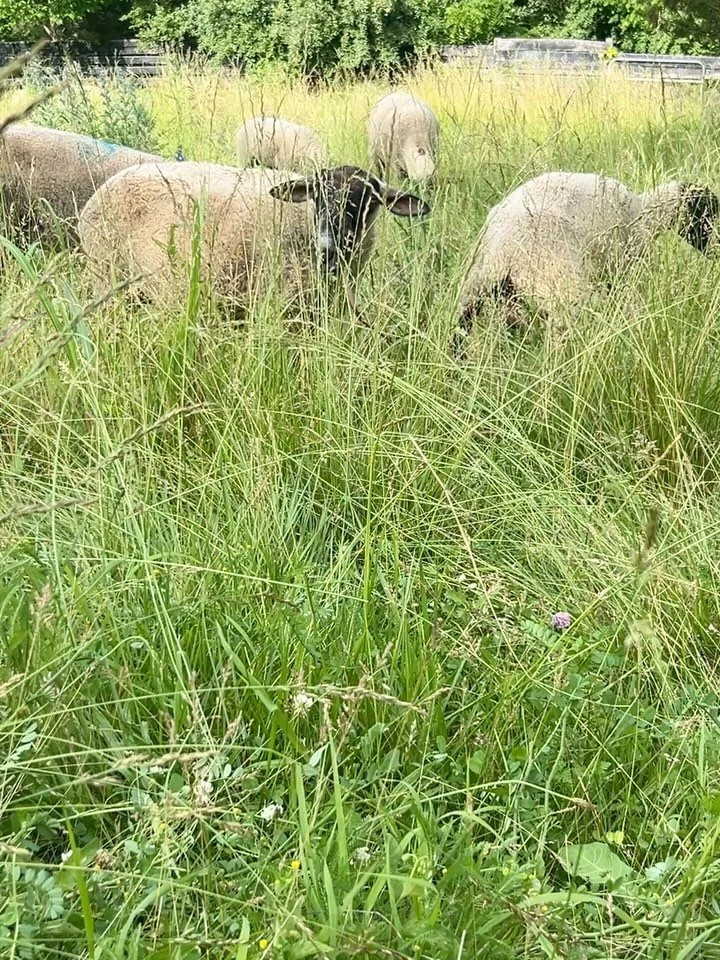 Poplar Ridge Farms | Naturally Grown Produce | Pastured Lamb, Pork & Eggs