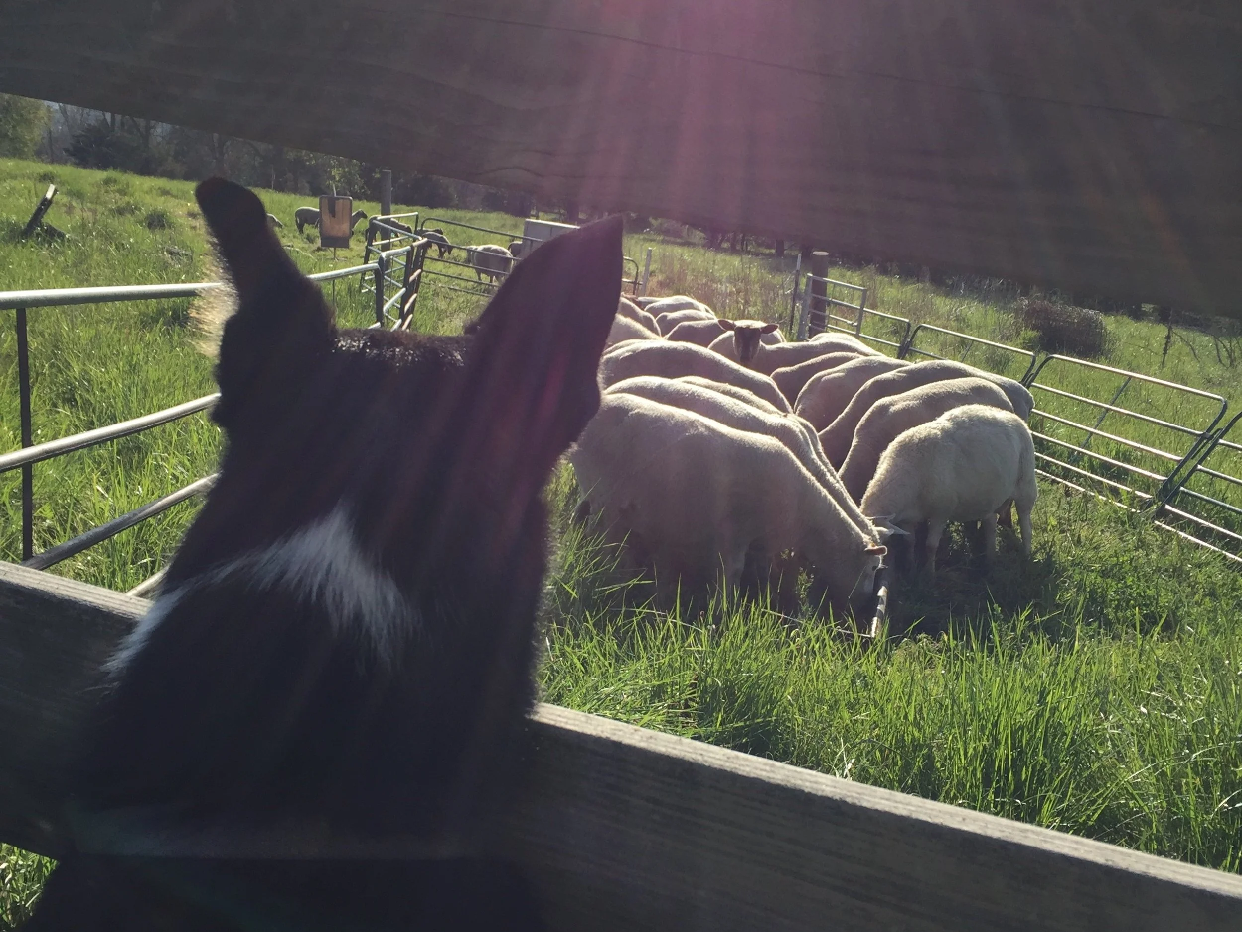 Poplar Ridge Farms | Naturally Grown Produce | Pastured Lamb, Pork & Eggs