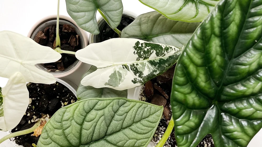 Anthurium Hybrid: Red Crystallinum x Luxurians — All The Plant Babies