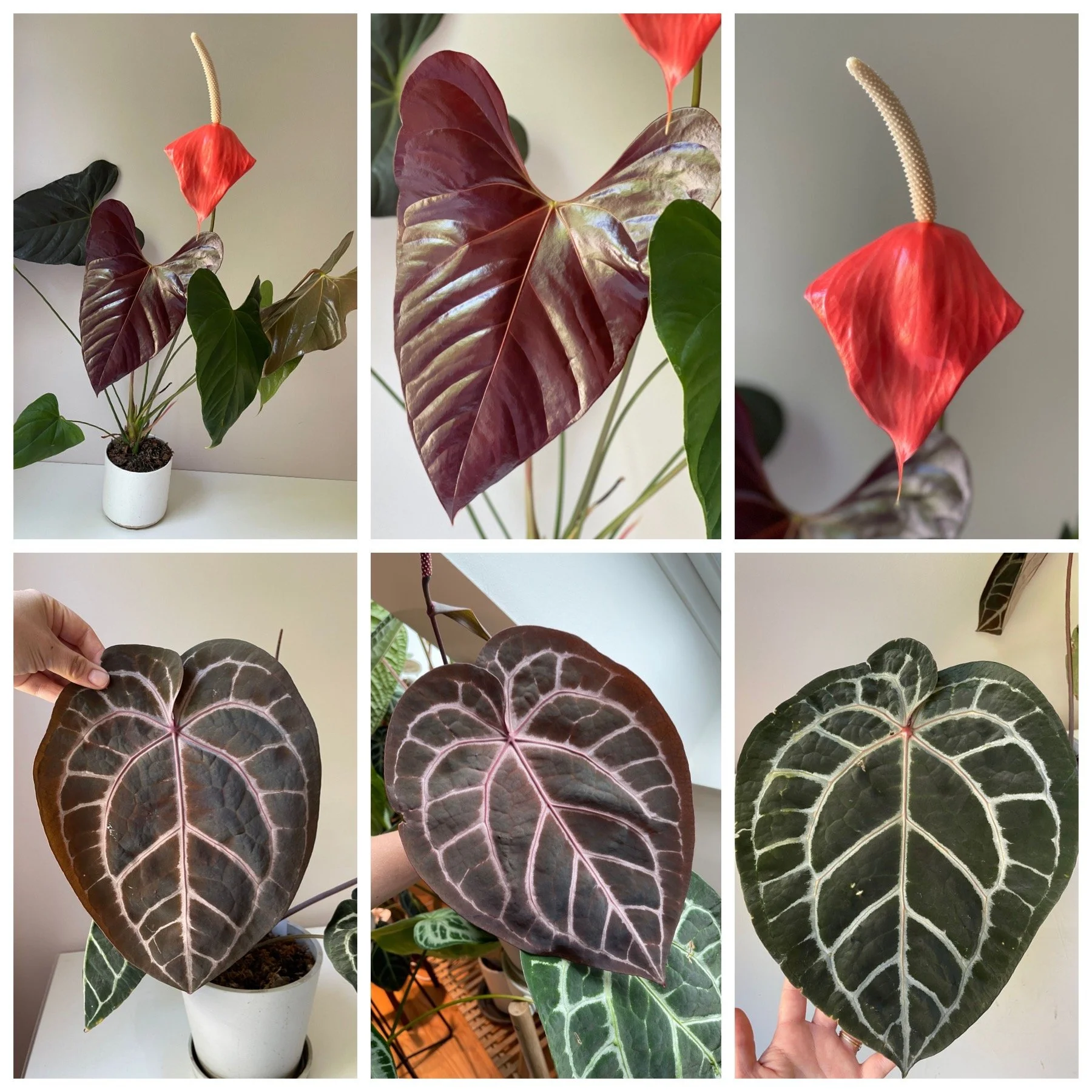 Anthurium Hybrid: Anthurium Copper Cherry — All The Plant Babies