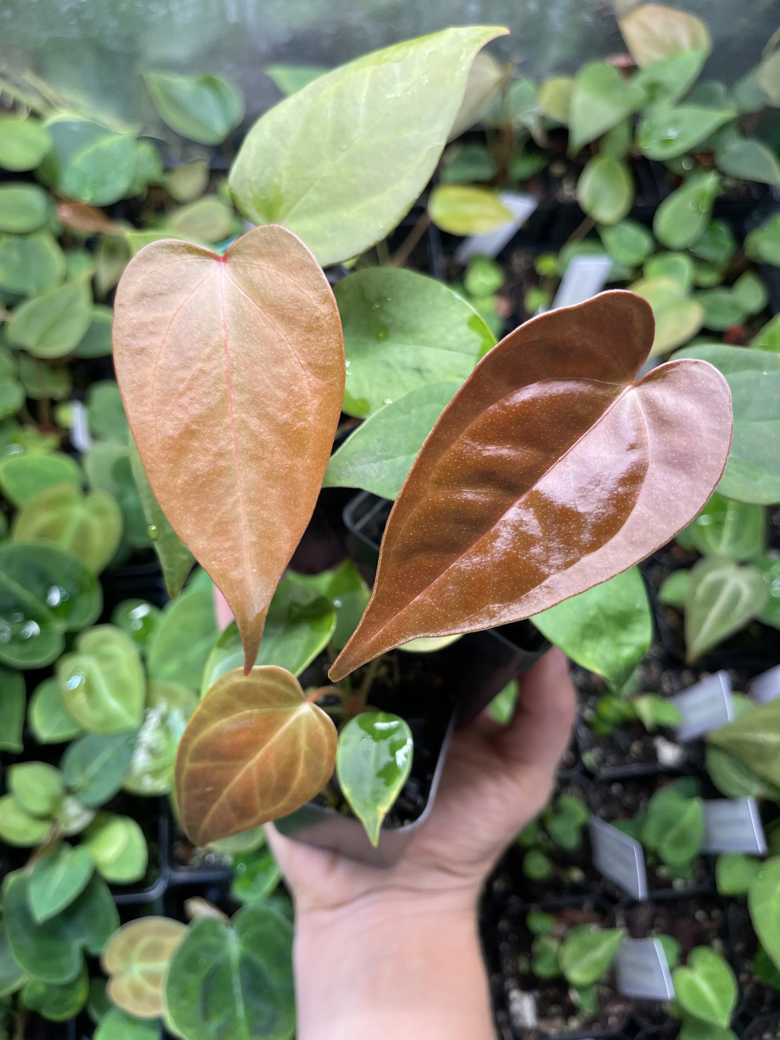 Anthurium Hybrid: Anthurium Copper Cherry — All The Plant Babies