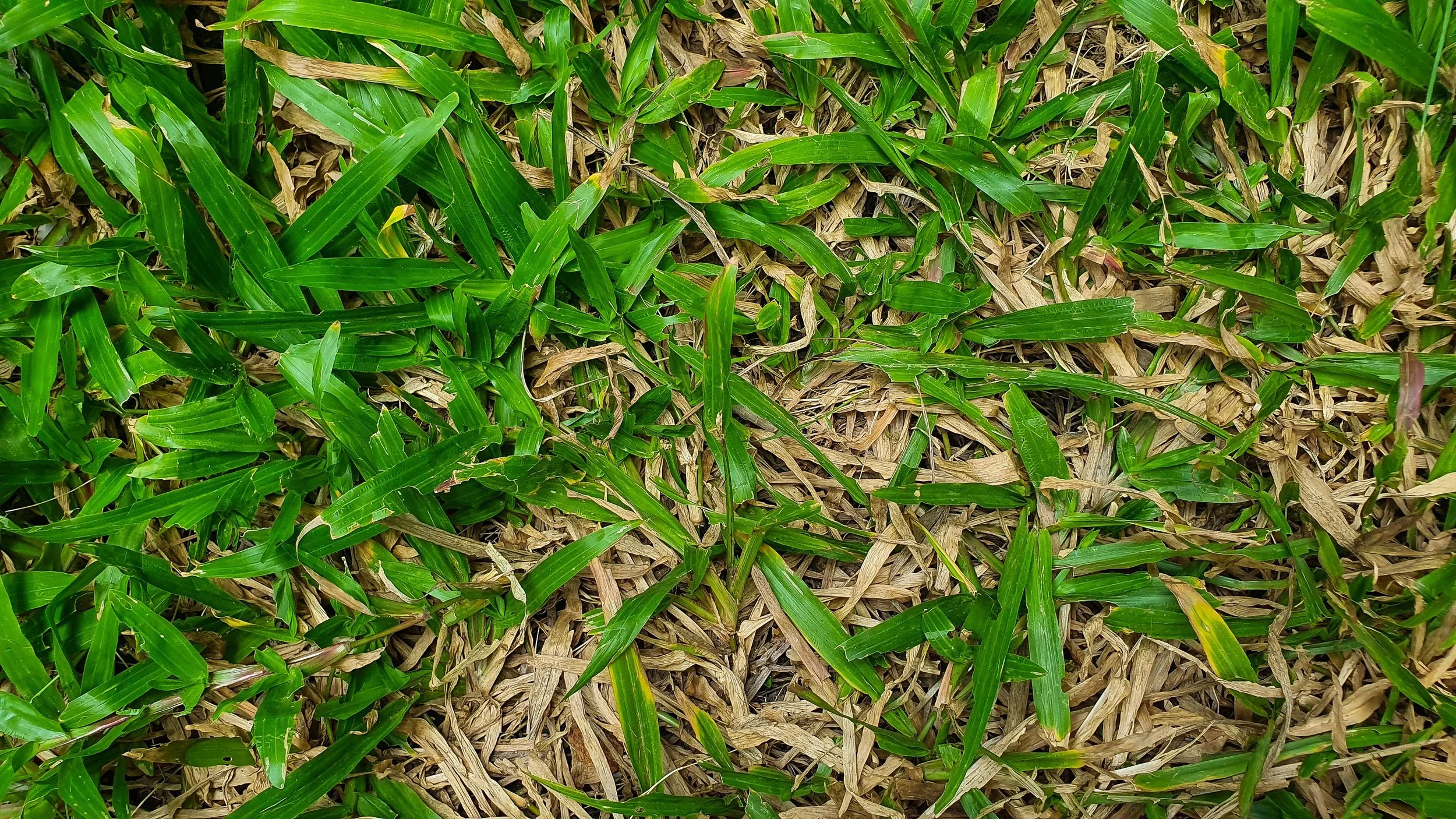 Reasons Why Your Lawn Isn't Green — Oasis Lawn Service