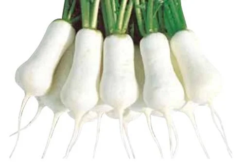 High-Profit Asian Crops | Organzo Farm Products — Organzo