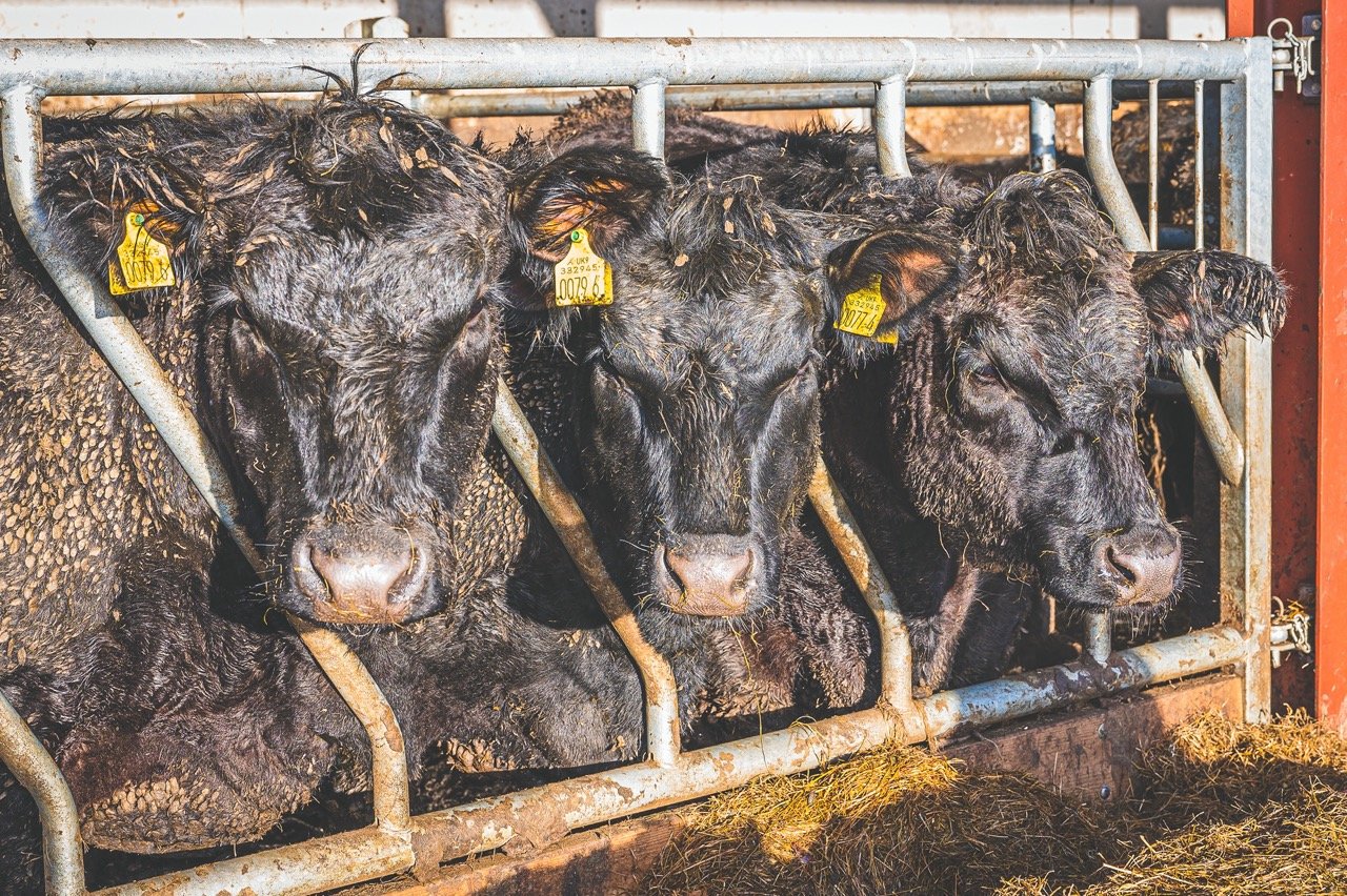 Our Story — Glenside Farm
