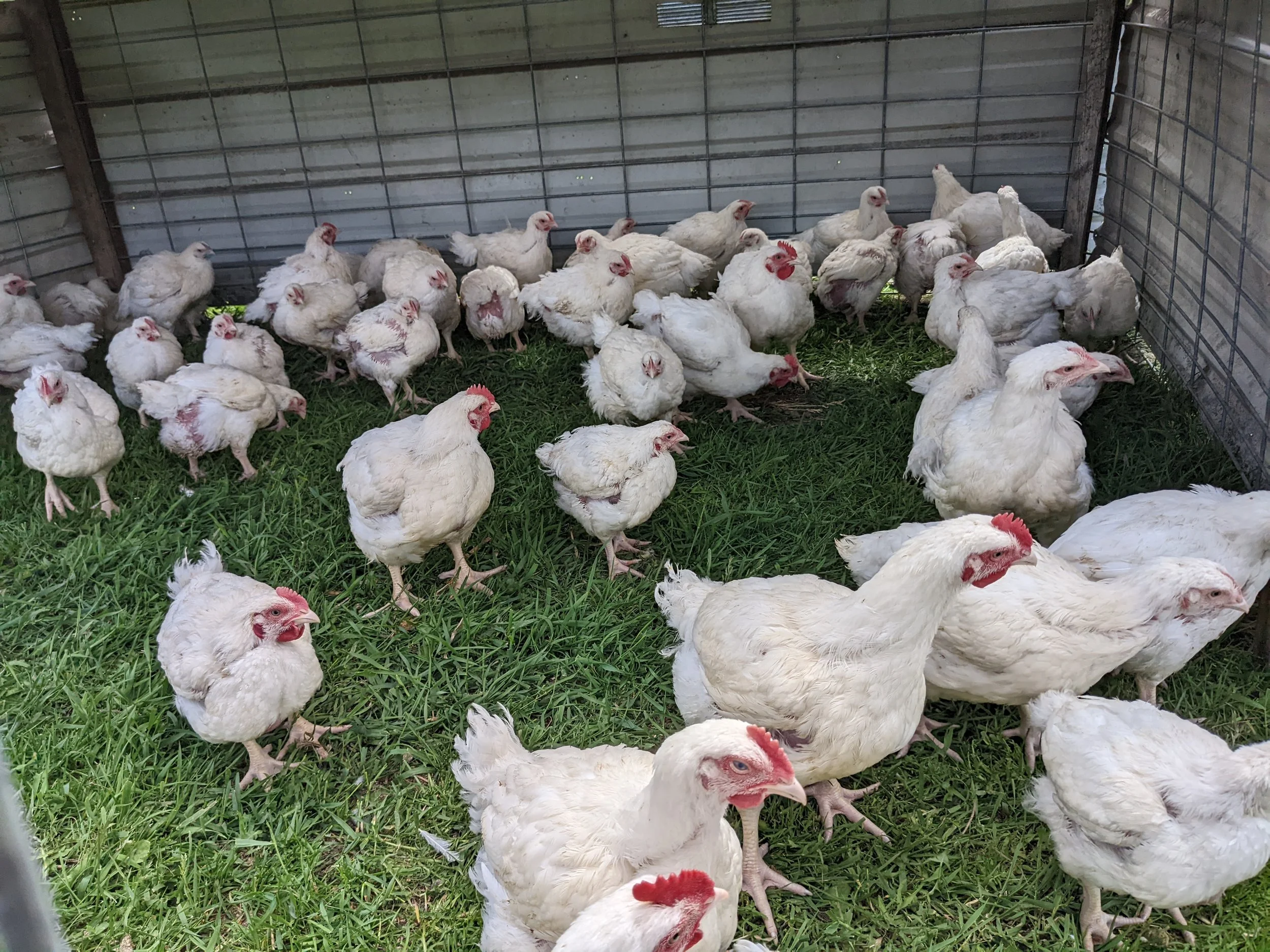 Products — Dahl Ranch