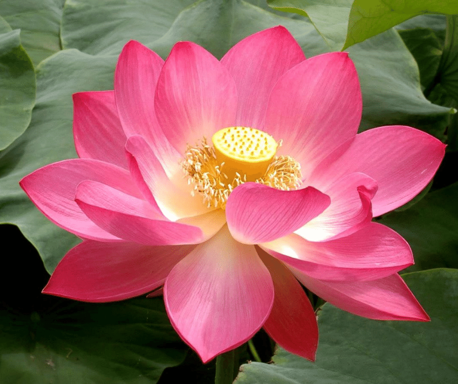 Pay 300-hour Graduation Fee — Pranakriya School of Yoga Healing Arts