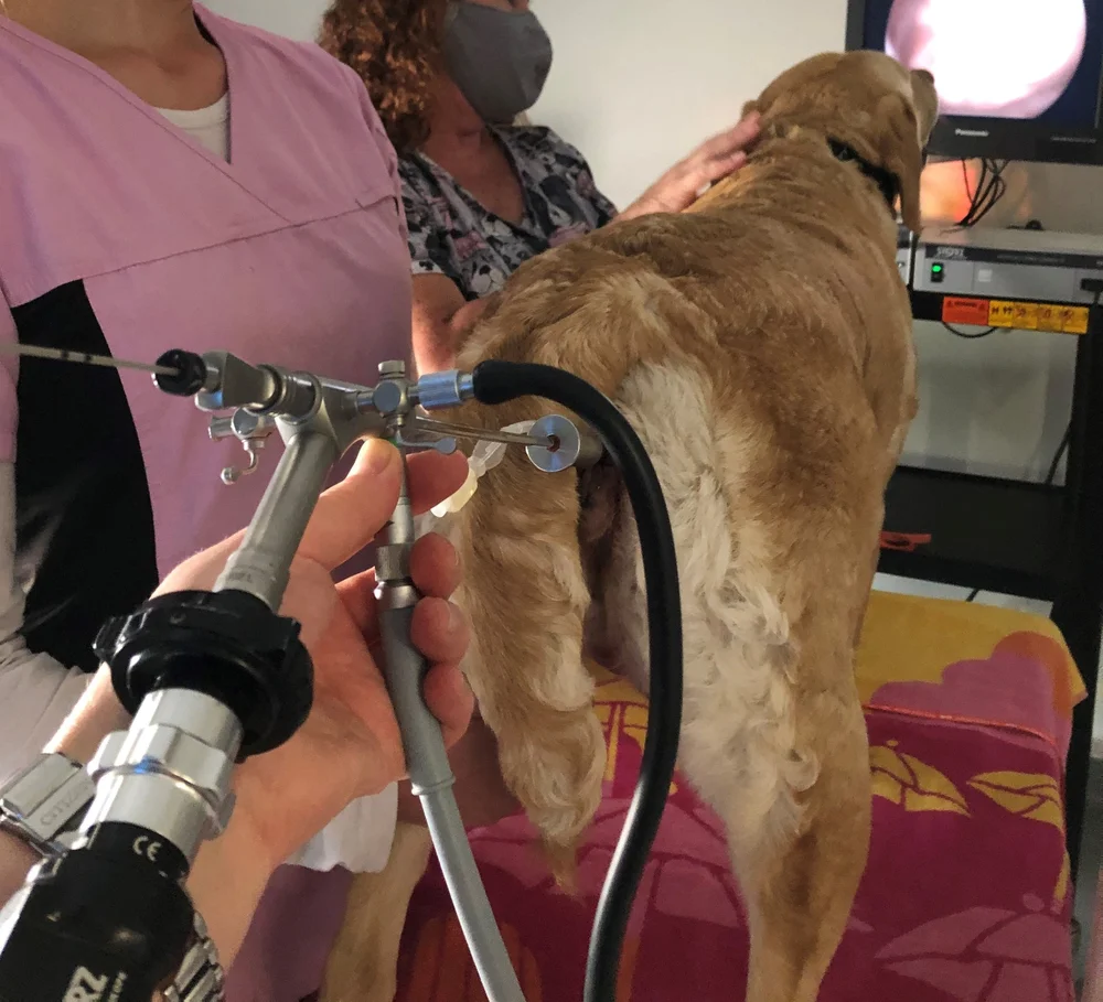 Artificial Insemination — Graham Animal Hospital