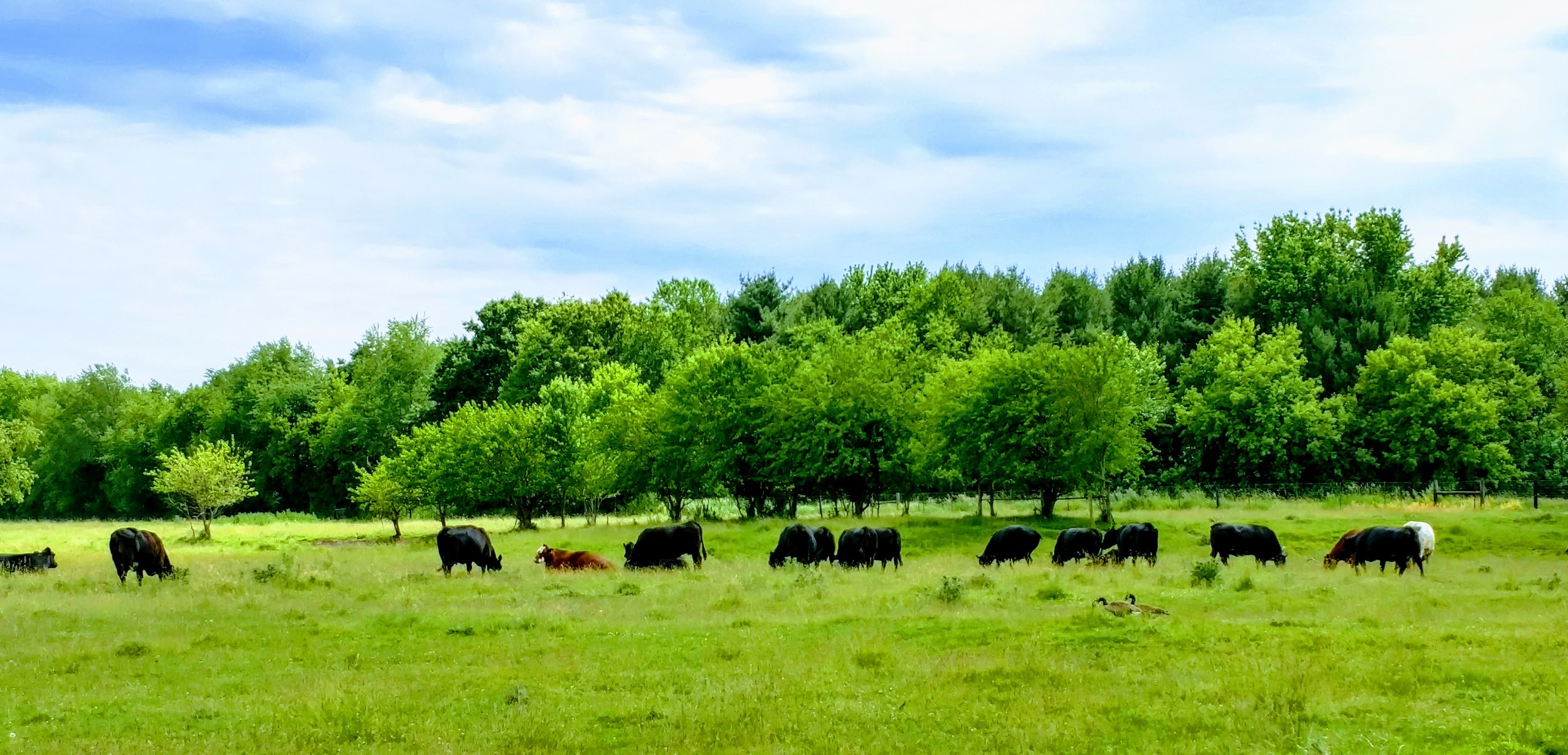 Bull Valley Farm | Home-Grown Beef