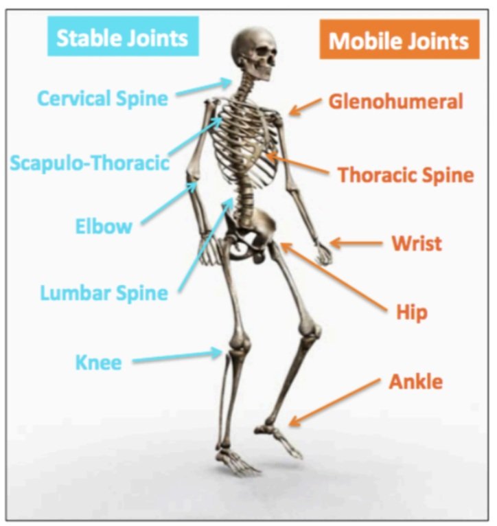 A Simple Explanation On How Your Joints Work — Tribe Fitness Mead