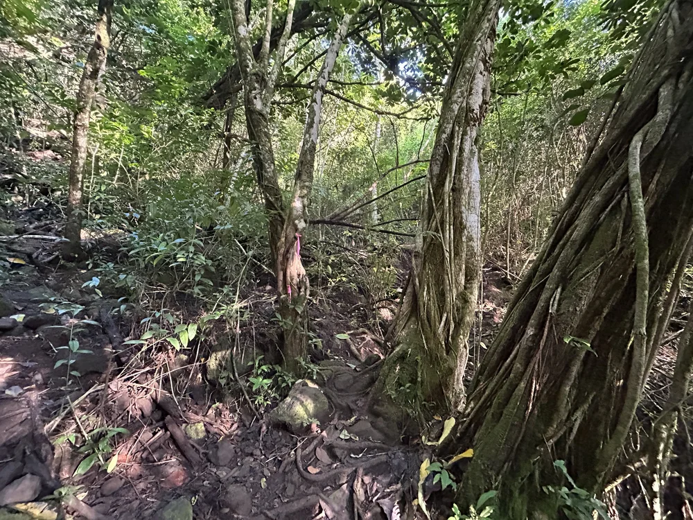 Hiking the Kolowalu Trail to Waʻahila Ridge on Oʻahu — noahawaii