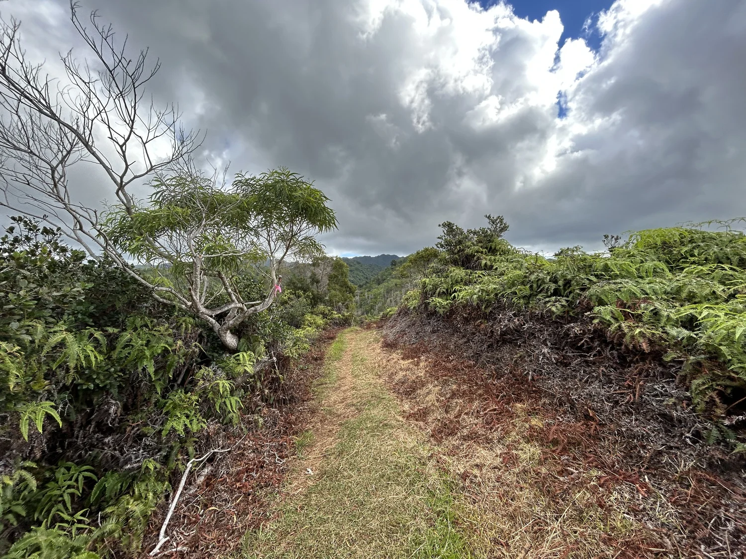 Hiking the Mānana Ridge Trail on Oʻahu — noahawaii