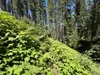Hiking the North Boundary–Lone Pine Loop Trail in Kings Canyon National ...