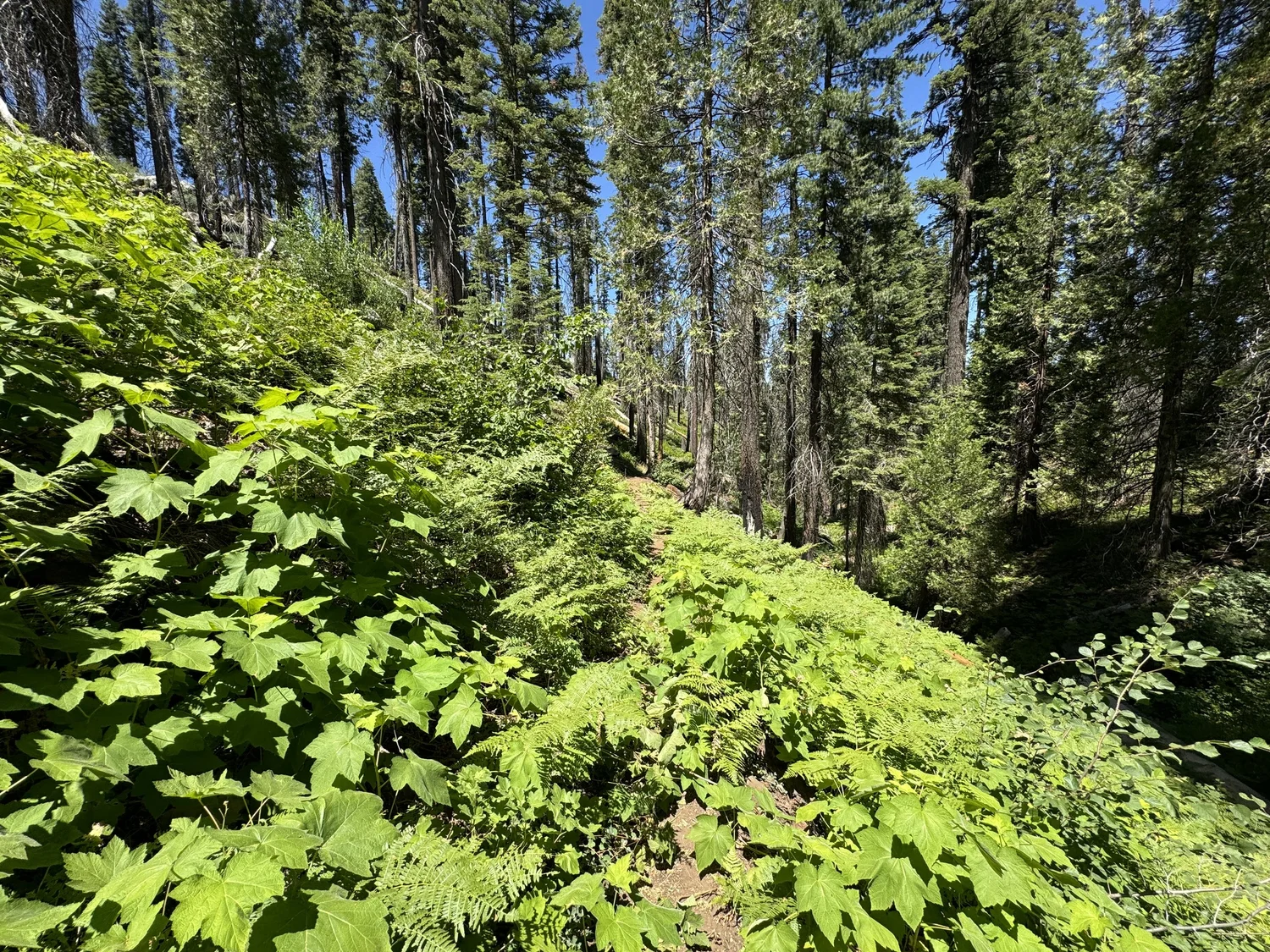 Hiking the North Boundary-Lone Pine Loop Trail in Kings Canyon National ...