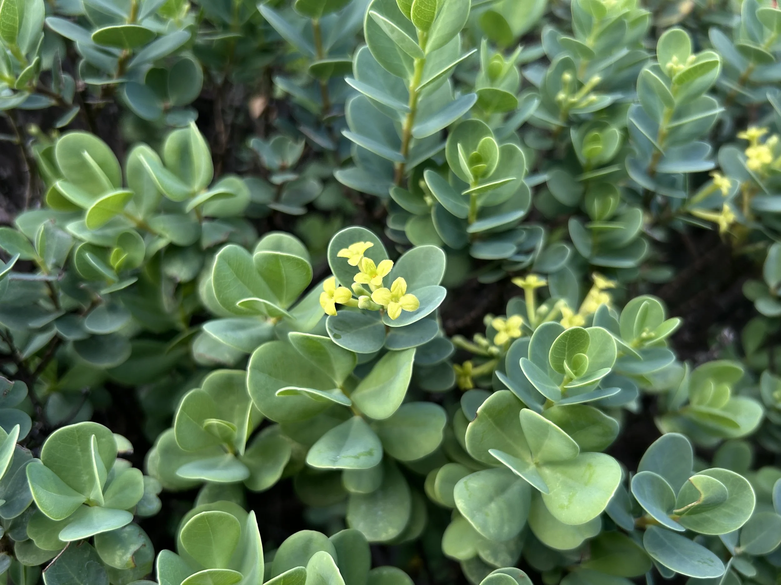 10 Best Ridge Hikes on Oʻahu, Hawaiʻi — noahawaii