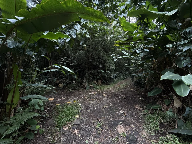 Hiking the Mānoa Middle Ridge Trail on Oʻahu, Hawaiʻi — noahawaii