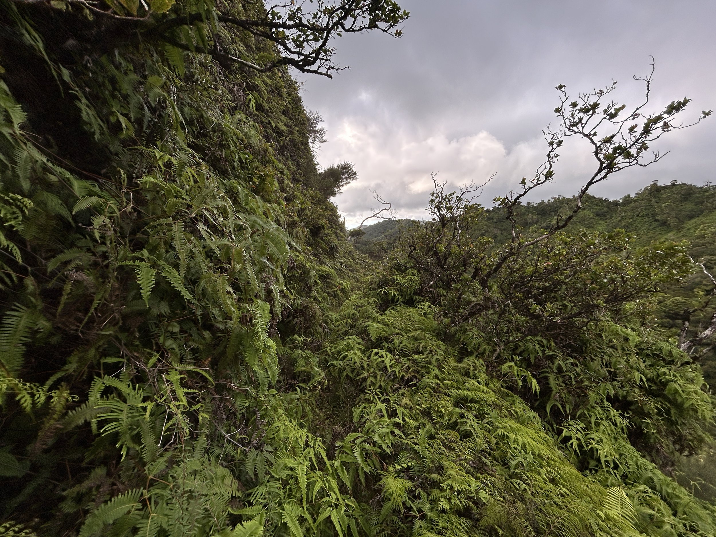 Hiking the Kīpapa Ridge Trail on Oʻahu, Hawaiʻi — noahawaii