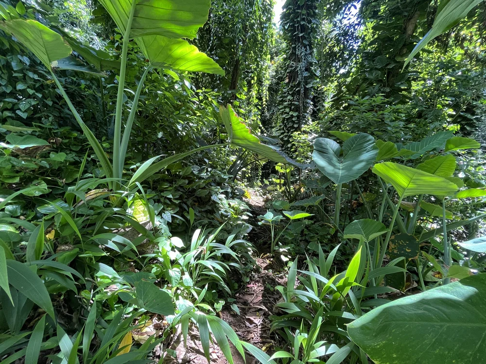 Hiking the Tantalus Arboretum Trail on Oʻahu, Hawaiʻi — noahawaii