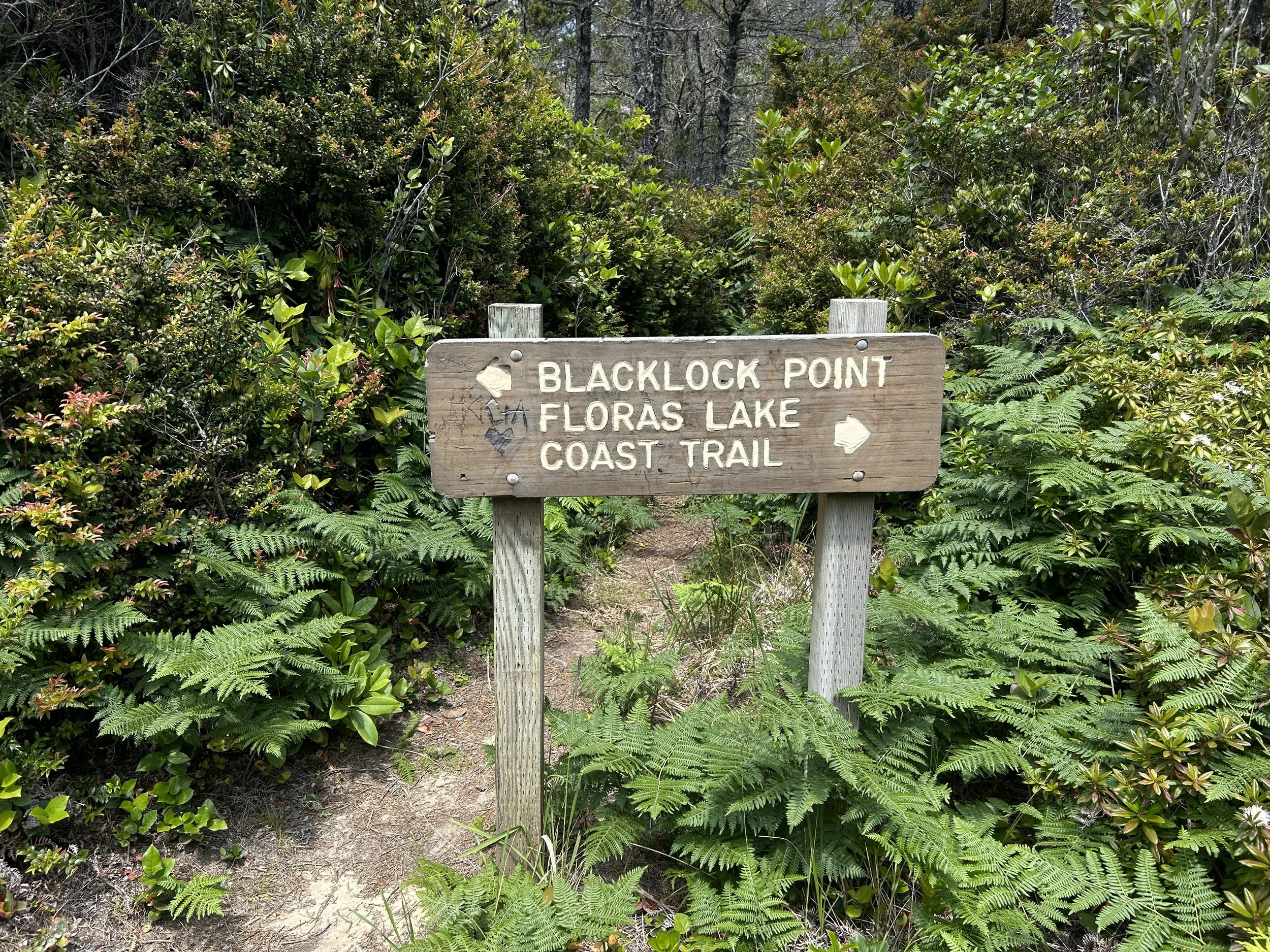 Hiking the Blacklock Point Sea Cliffs Trail on the Oregon Coast — noahawaii