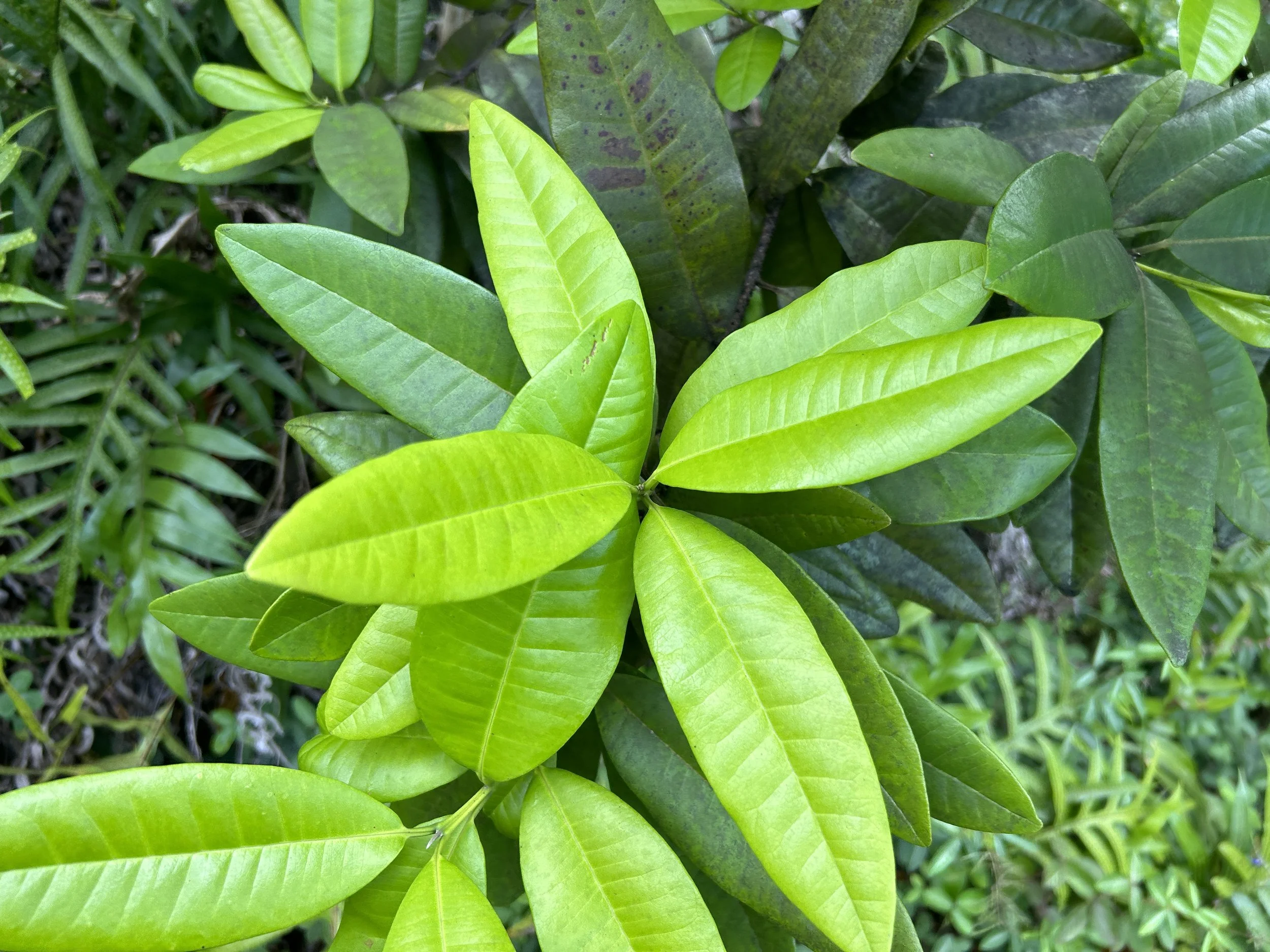 Non-Native / Invasive Plants in Hawaiʻi: My Plant ID Guide — noahawaii