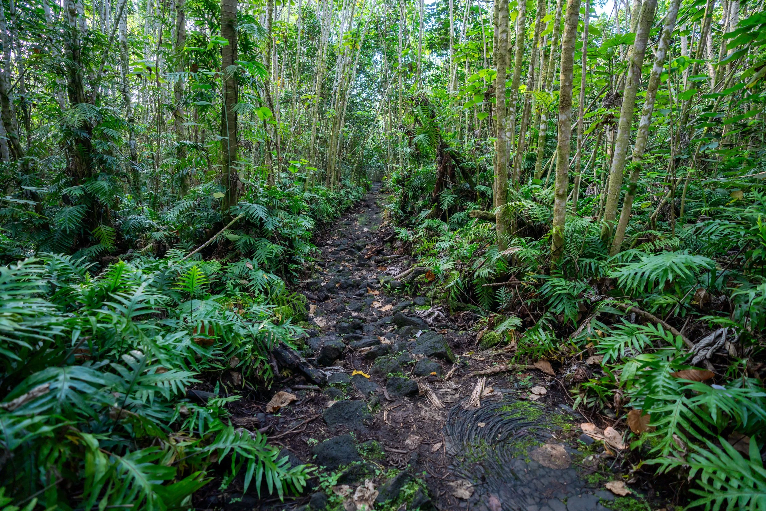 Hiking the Puna Trail to Hāʻena Beach on the Big Island of Hawaiʻi ...
