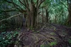 Hiking the Puna Trail to Hāʻena Beach on the Big Island of Hawaiʻi ...