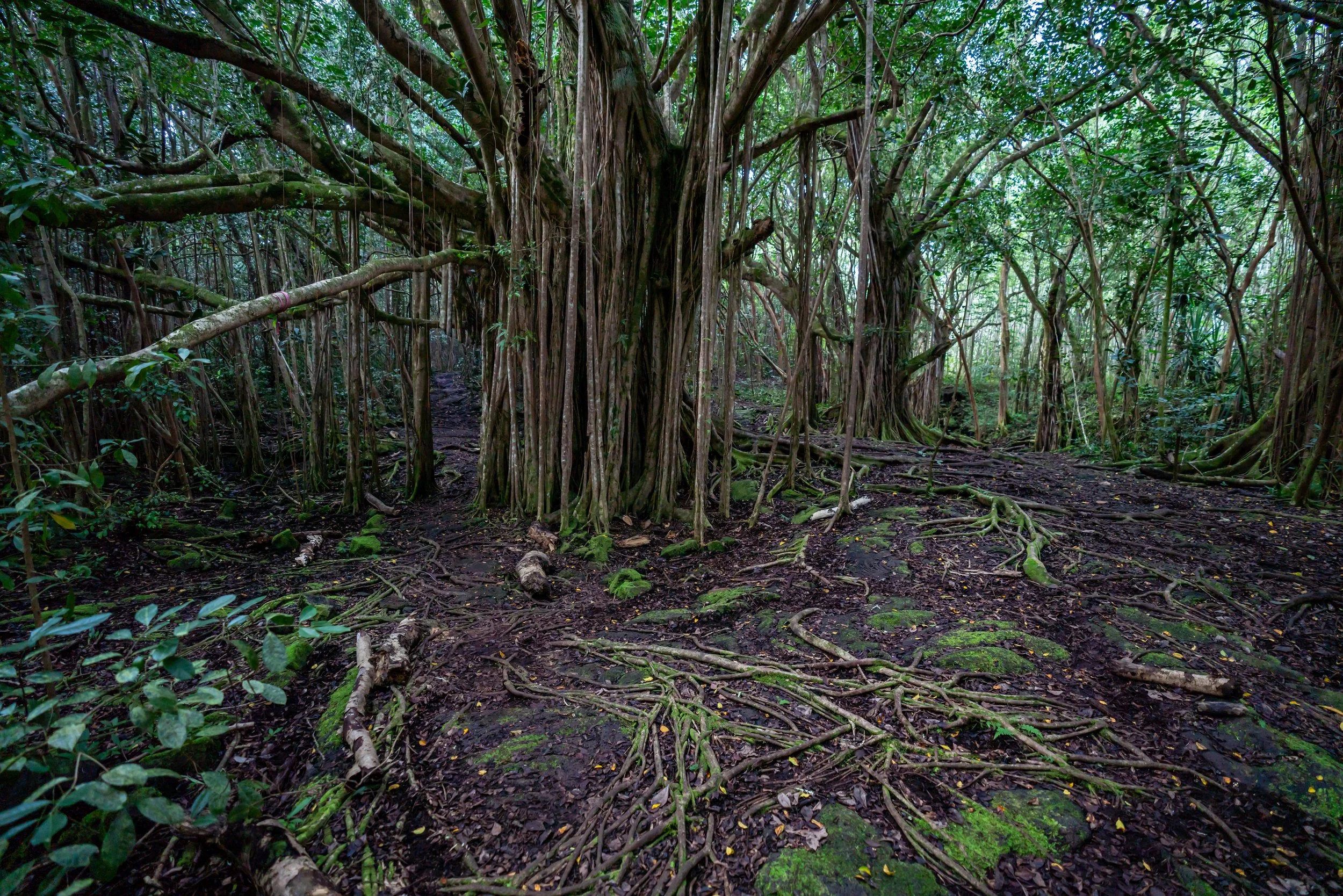 Hiking the Puna Trail to Hāʻena Beach on the Big Island of Hawaiʻi ...