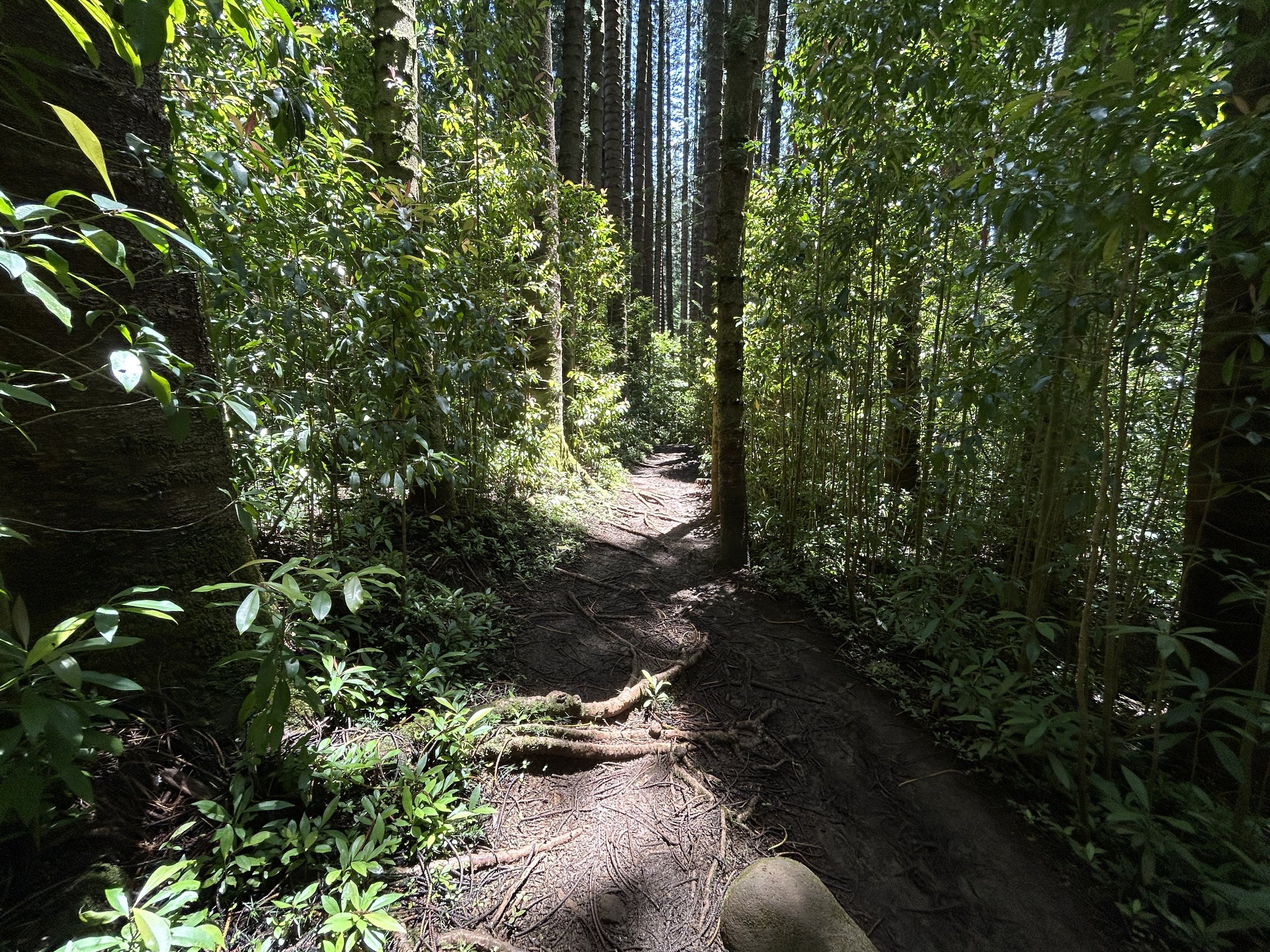 Hiking the Judd Trail & Jackass Ginger Pool on Oʻahu, Hawaiʻi — noahawaii