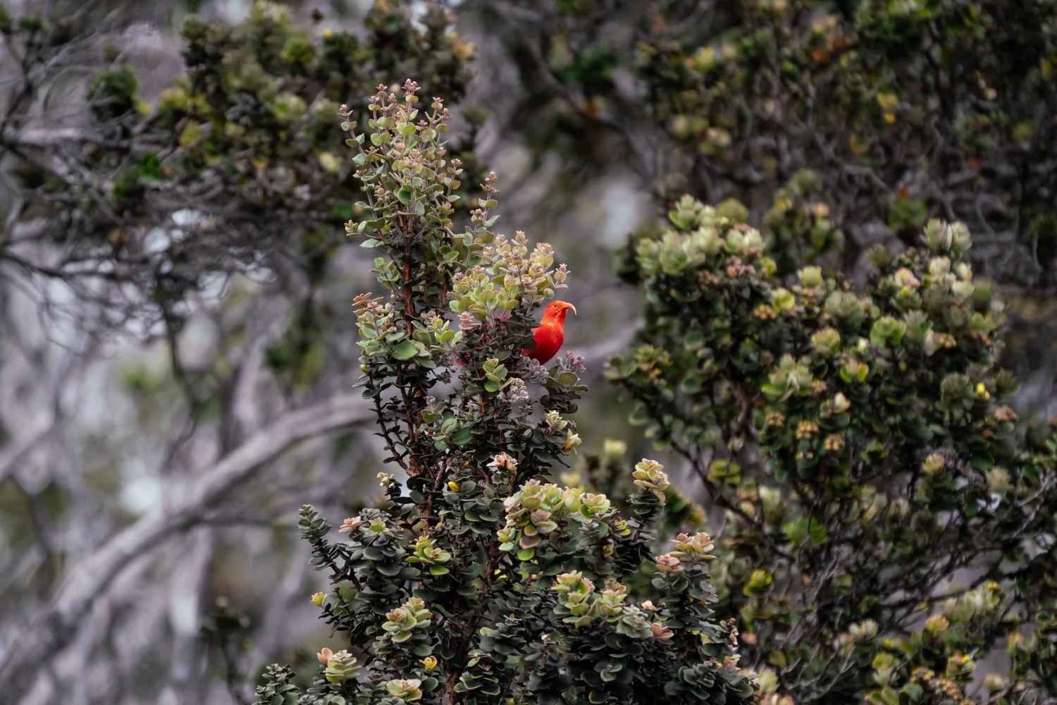 Hiking the Kaulana Manu Nature Trail on the Big Island of Hawaiʻi ...