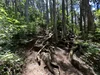 Hiking the Judd Trail & Jackass Ginger Pool on Oʻahu, Hawaiʻi — noahawaii