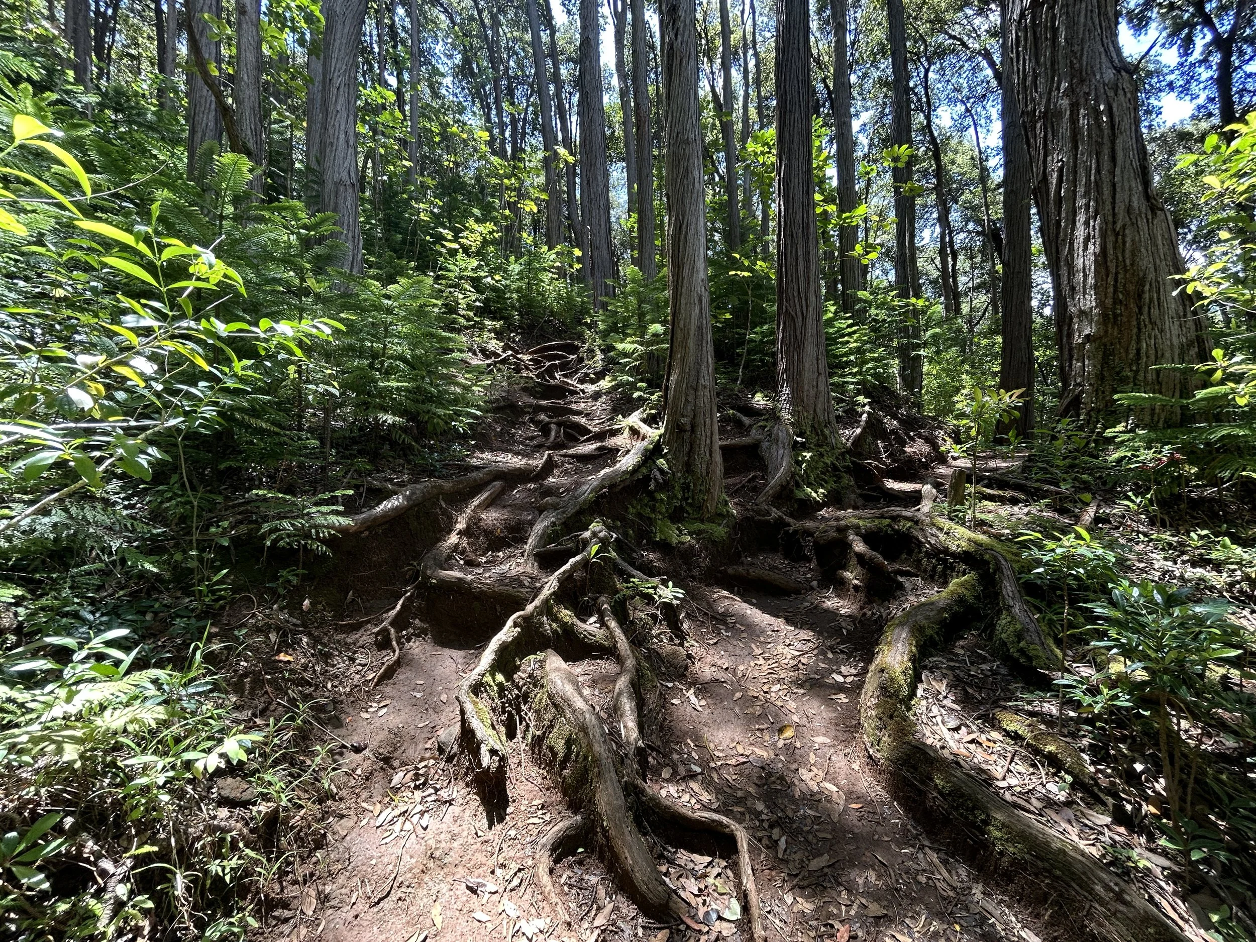 Hiking the Judd Trail & Jackass Ginger Pool on Oʻahu, Hawaiʻi — noahawaii