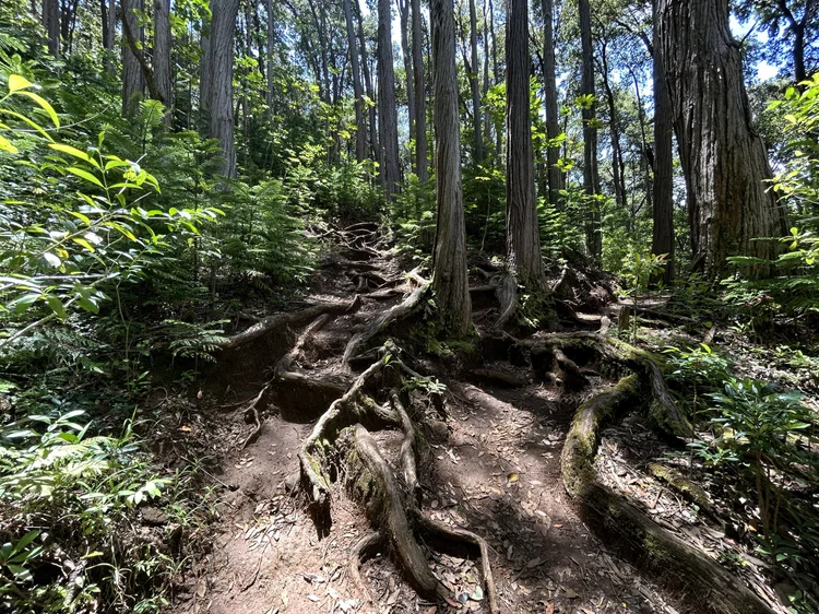 Hiking the Judd Trail & Jackass Ginger Pool on Oʻahu, Hawaiʻi — noahawaii