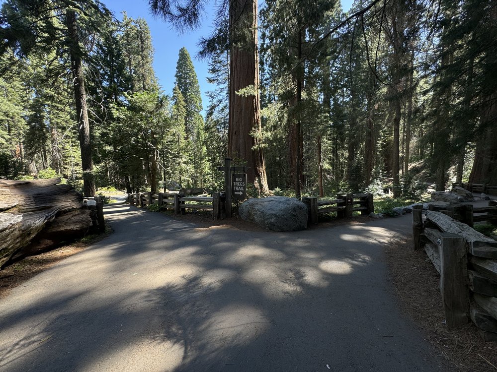 Hiking the Big Trees Trail in Sequoia National Park — noahawaii