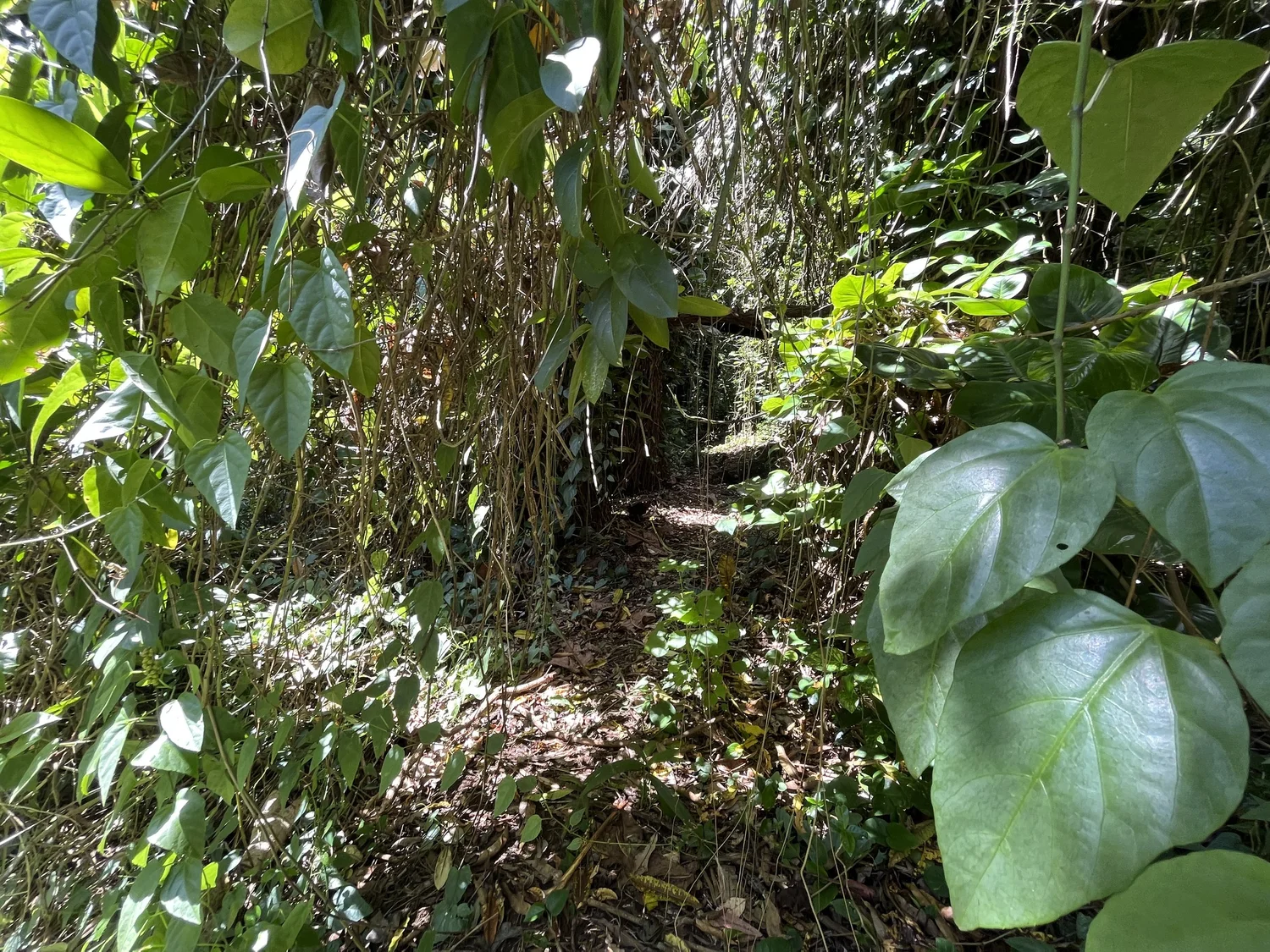 Hiking the Tantalus Arboretum Trail on Oʻahu, Hawaiʻi — noahawaii