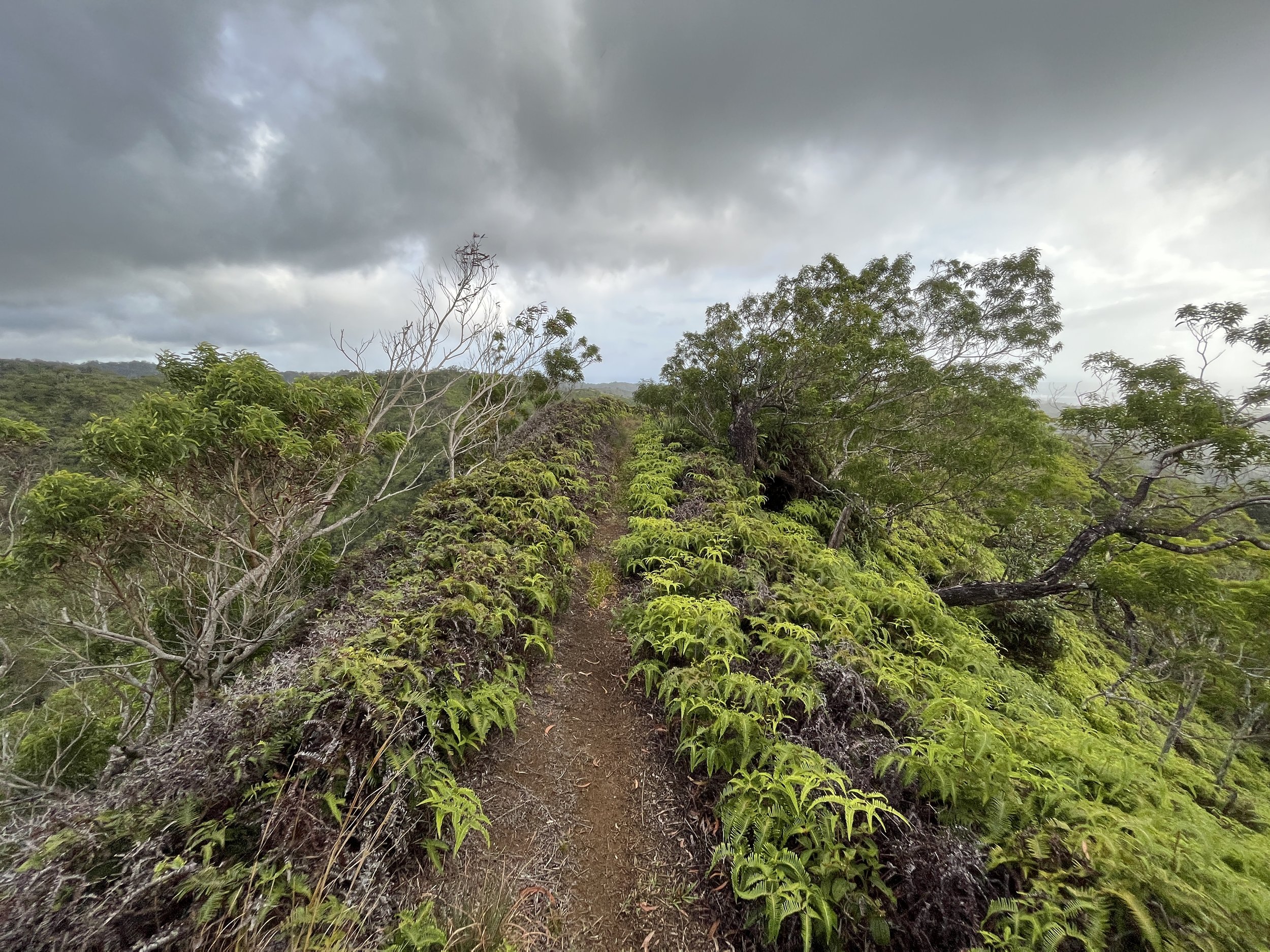 Hiking the ʻIliahi Ridge Trail on Oʻahu — noahawaii