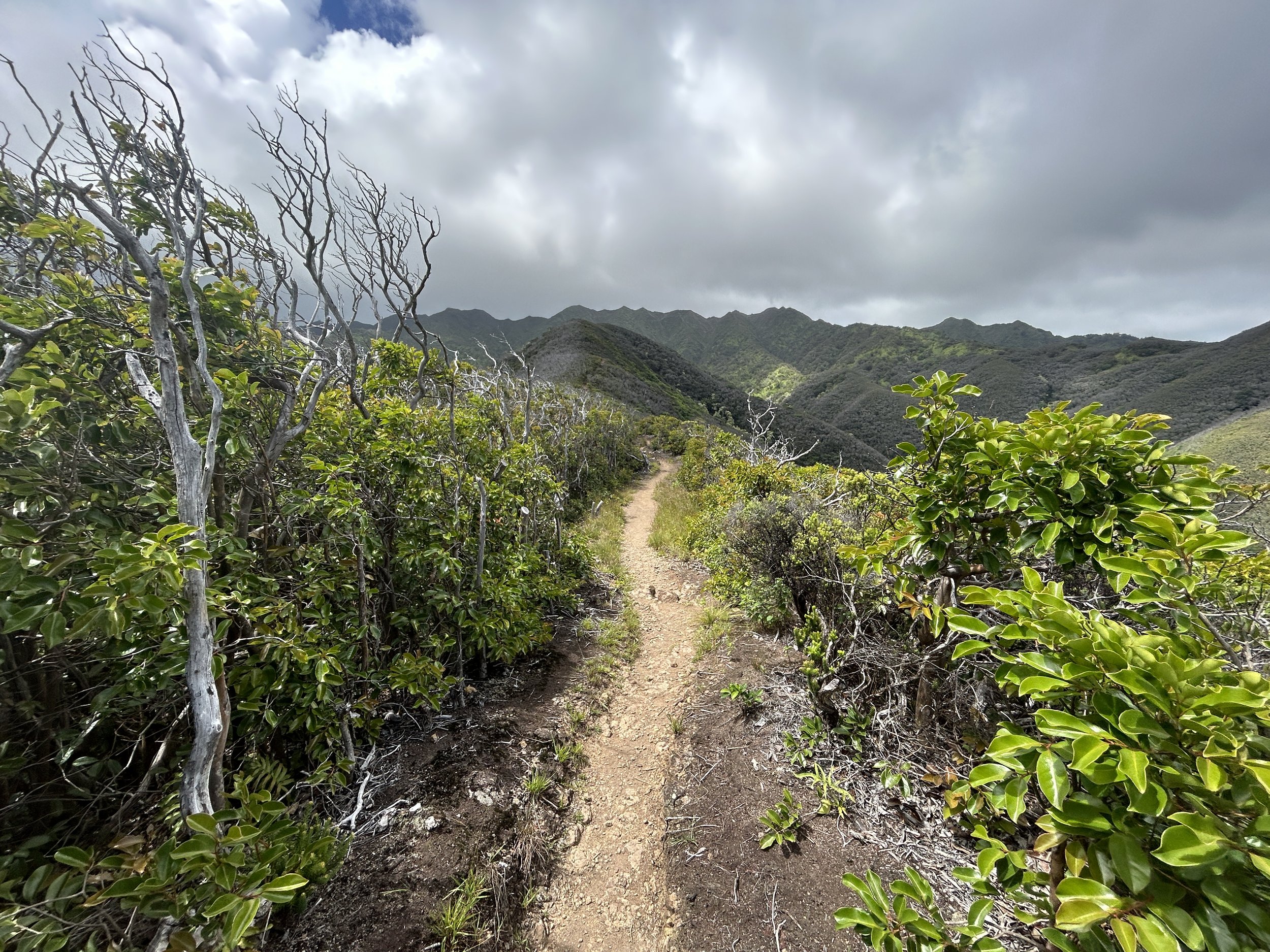 Hiking the Hawaiʻi Loa Ridge Trail on Oʻahu, Hawaiʻi — noahawaii