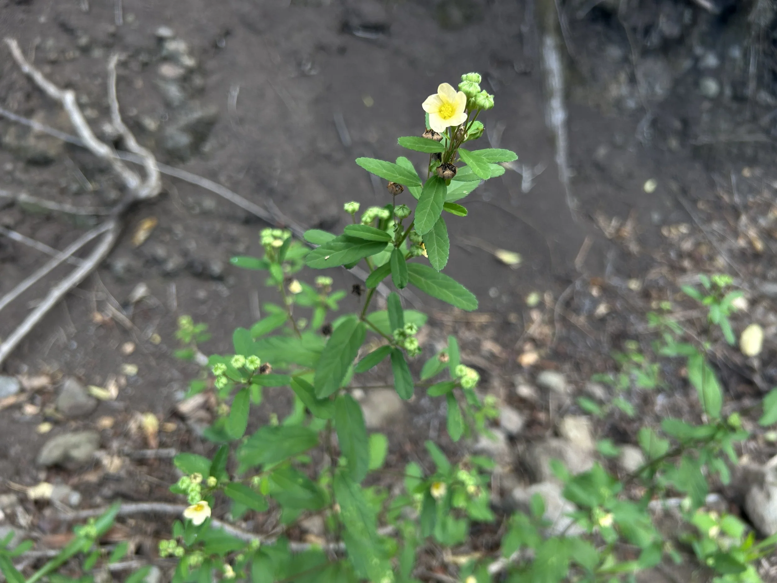 Non-Native / Invasive Plants in Hawaiʻi: My Plant ID Guide — noahawaii