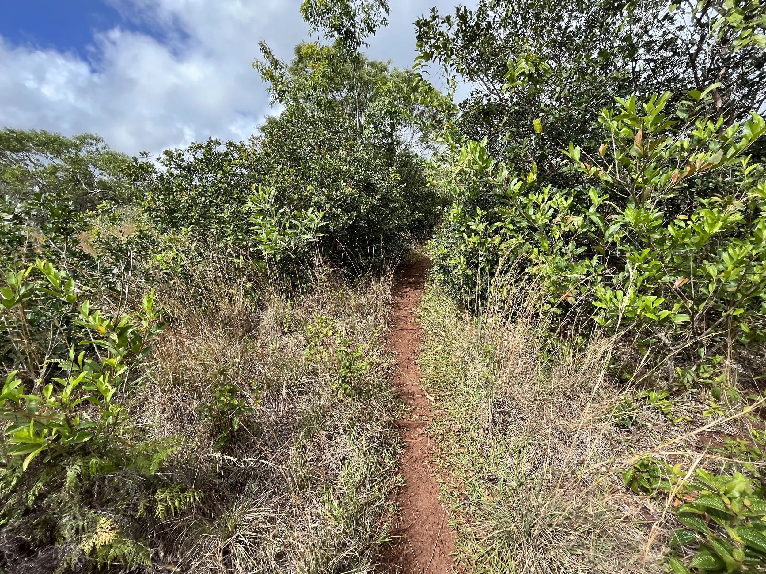 Hiking the ʻIliahi Ridge Trail on Oʻahu — noahawaii