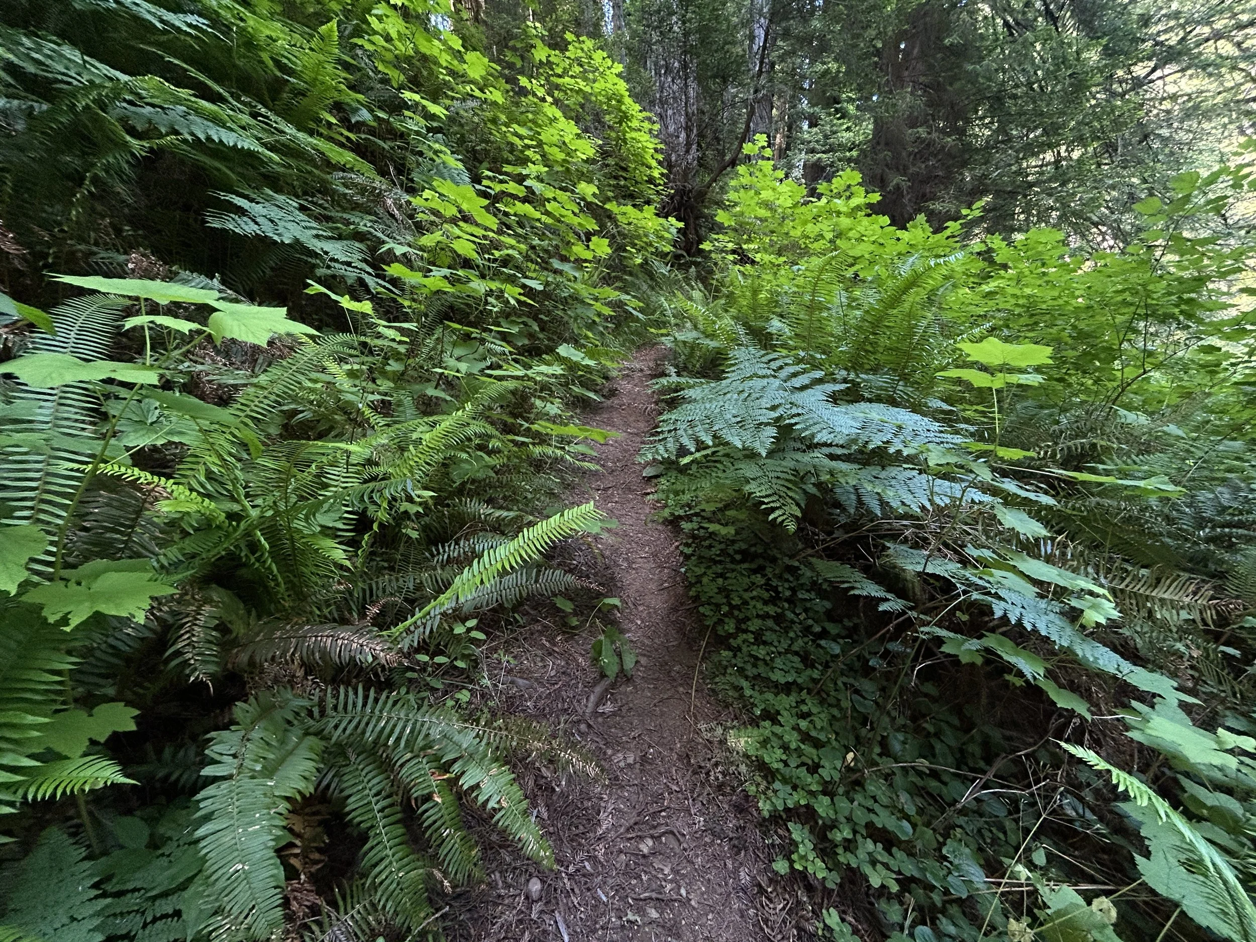 Hiking the Moorman Pond Trail in Prairie Creek Redwoods State Park ...
