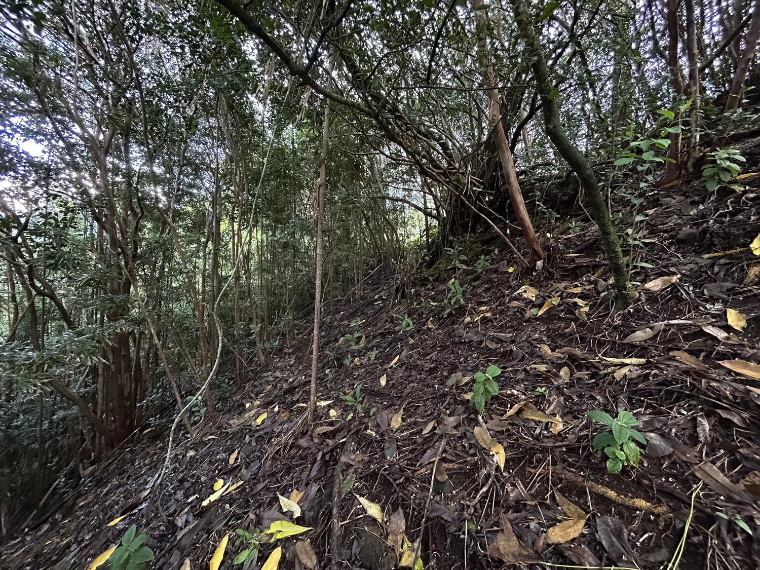 Hiking the Mānoa Middle Ridge Trail on Oʻahu, Hawaiʻi — noahawaii