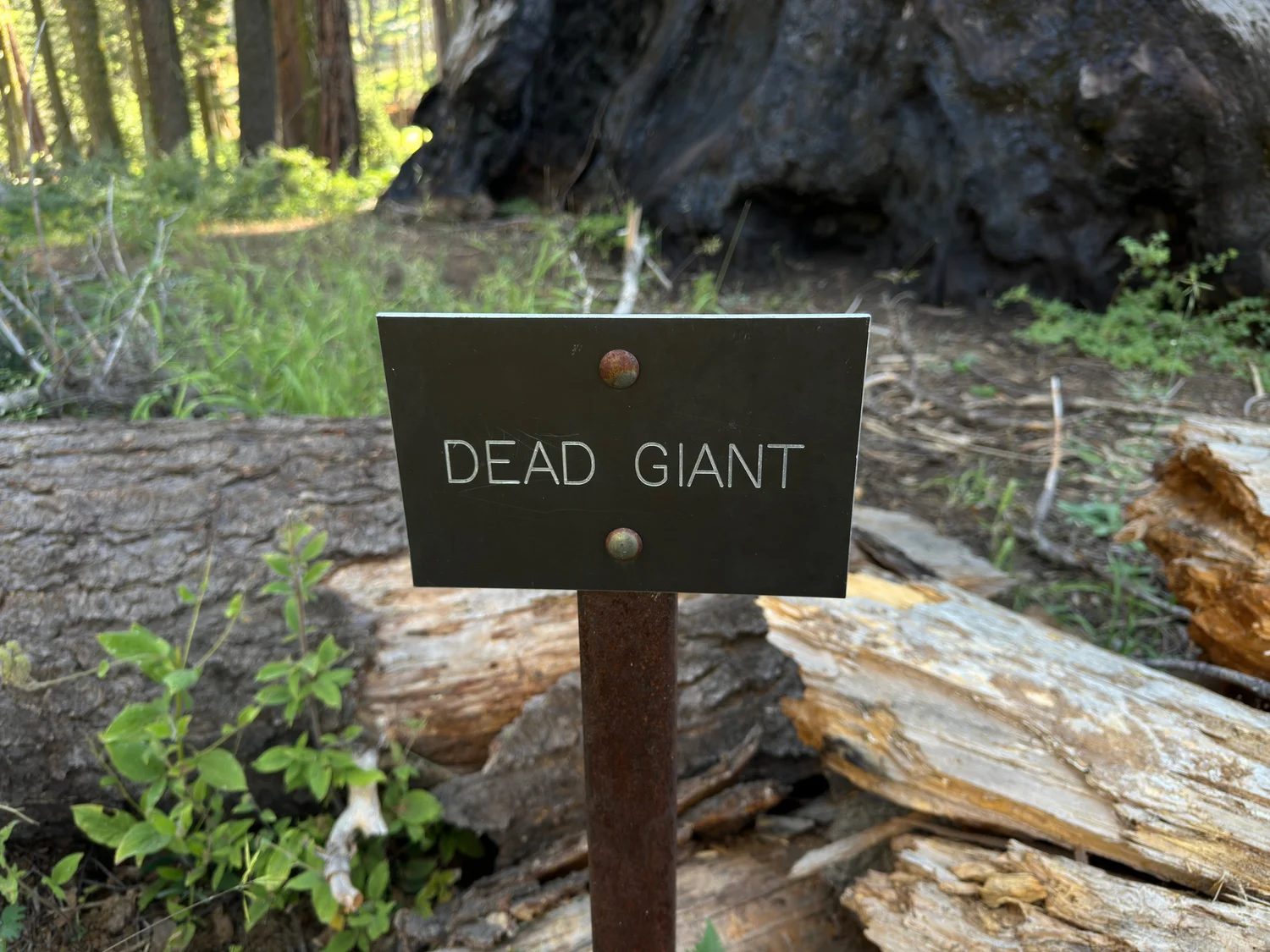 Hiking the Dead Giant Trail in Sequoia National Park — noahawaii