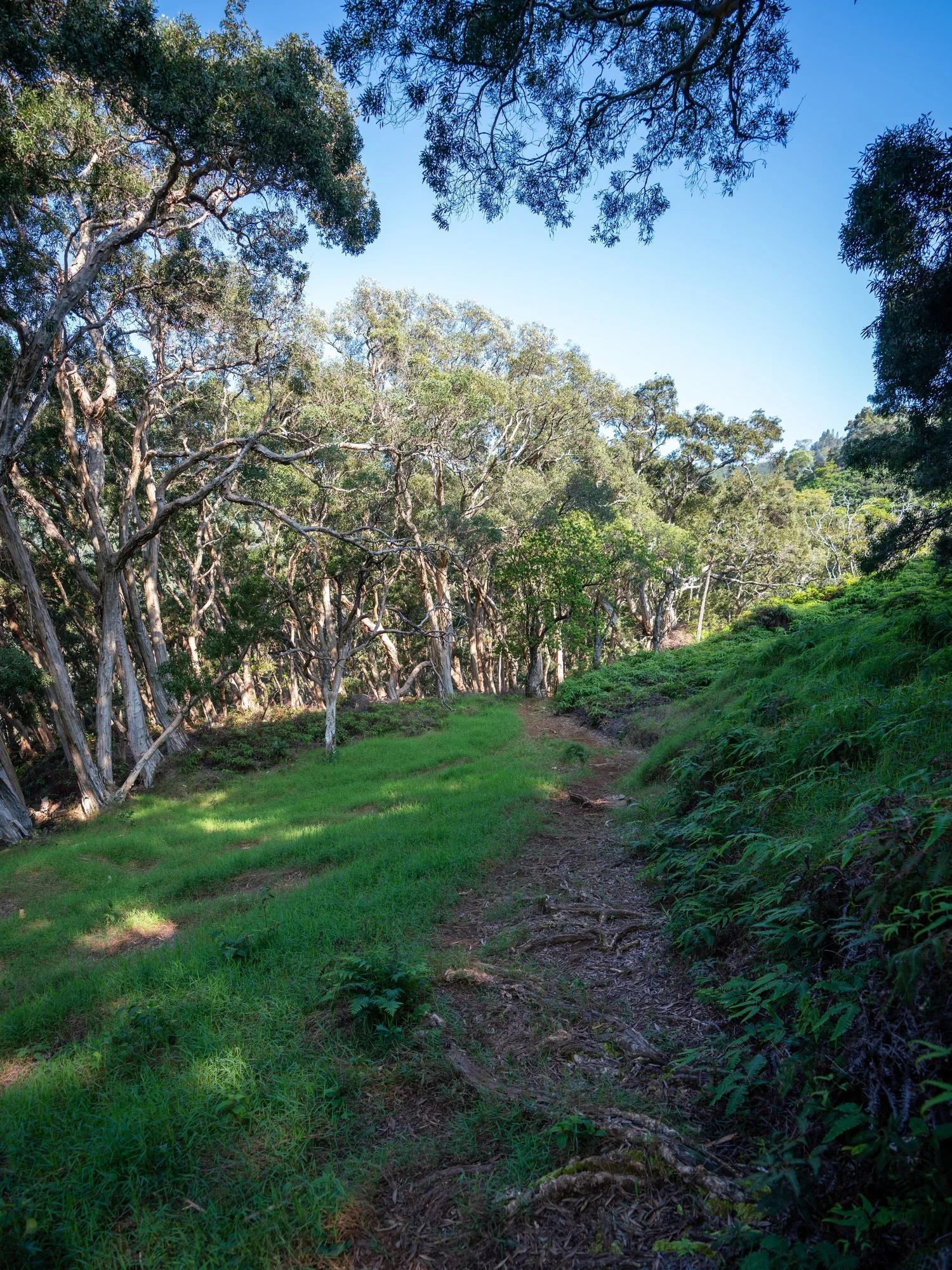 10 Best Trail Runs on Oʻahu, Hawaiʻi — noahawaii