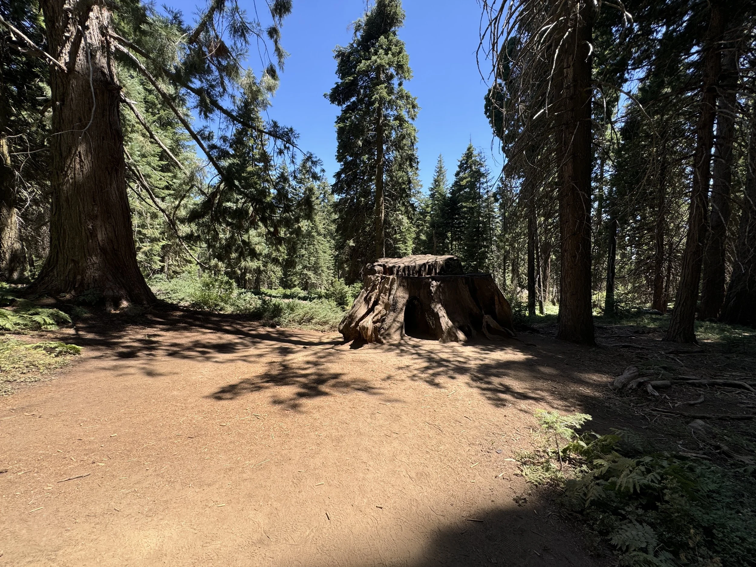 Hiking the Big Stump Loop Trail in Kings Canyon National Park — noahawaii