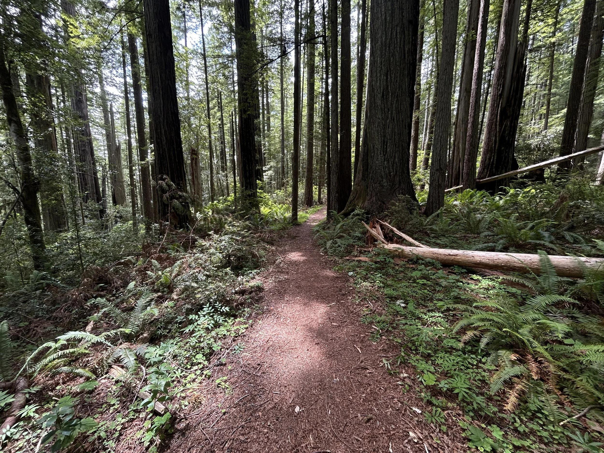 Hiking the Oregon Redwoods Trail on the Oregon Coast — noahawaii