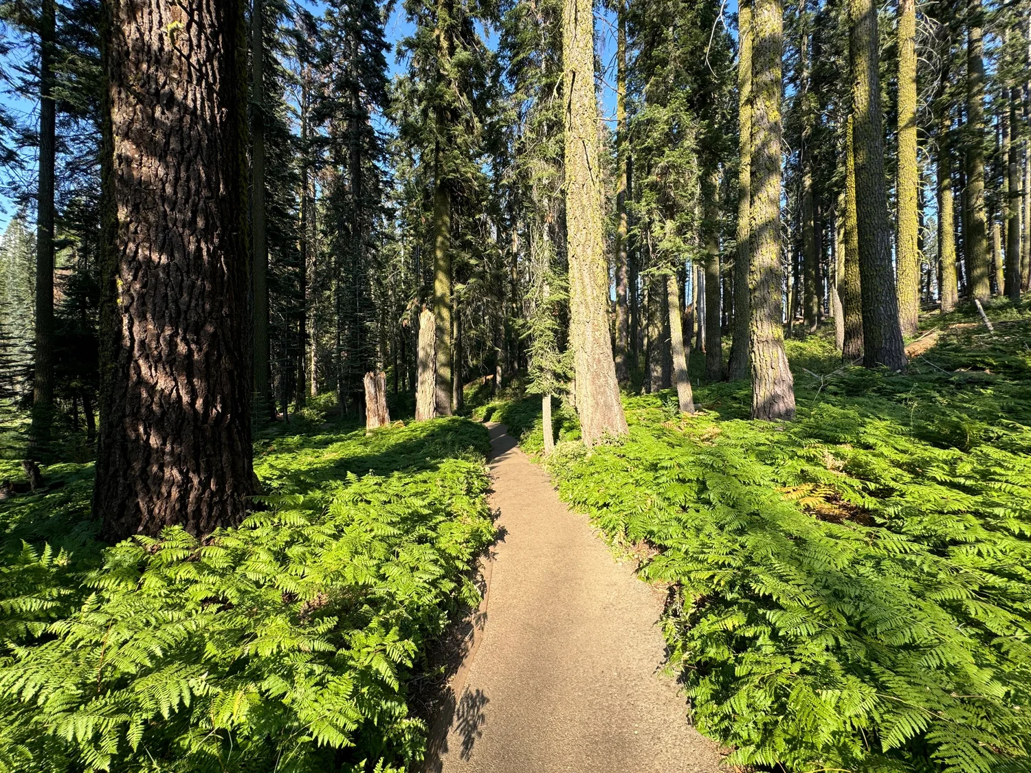 Hiking the Crescent Meadow Loop Trail in Sequoia National Park — noahawaii