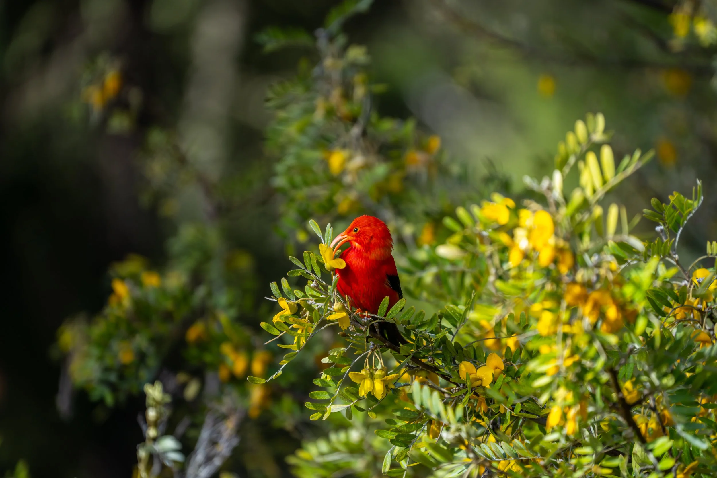 Native Hawaiian Plants: My Plant ID Guide — noahawaii