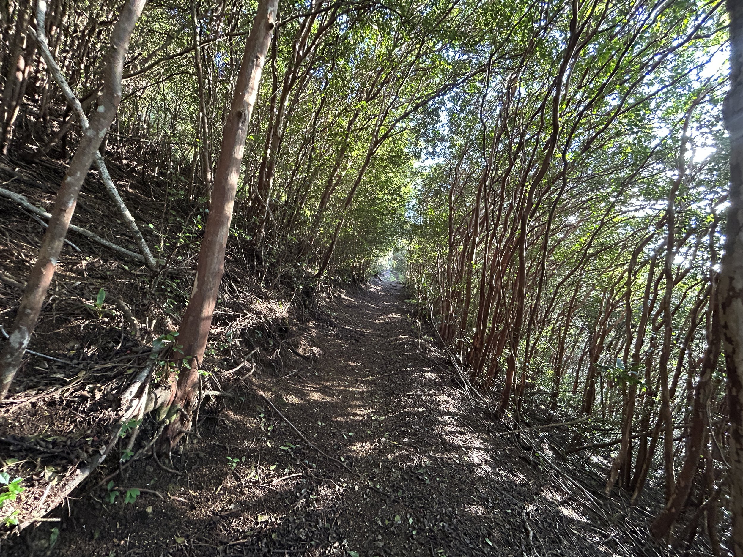 Hiking the Kolowalu Trail to Waʻahila Ridge on Oʻahu — noahawaii