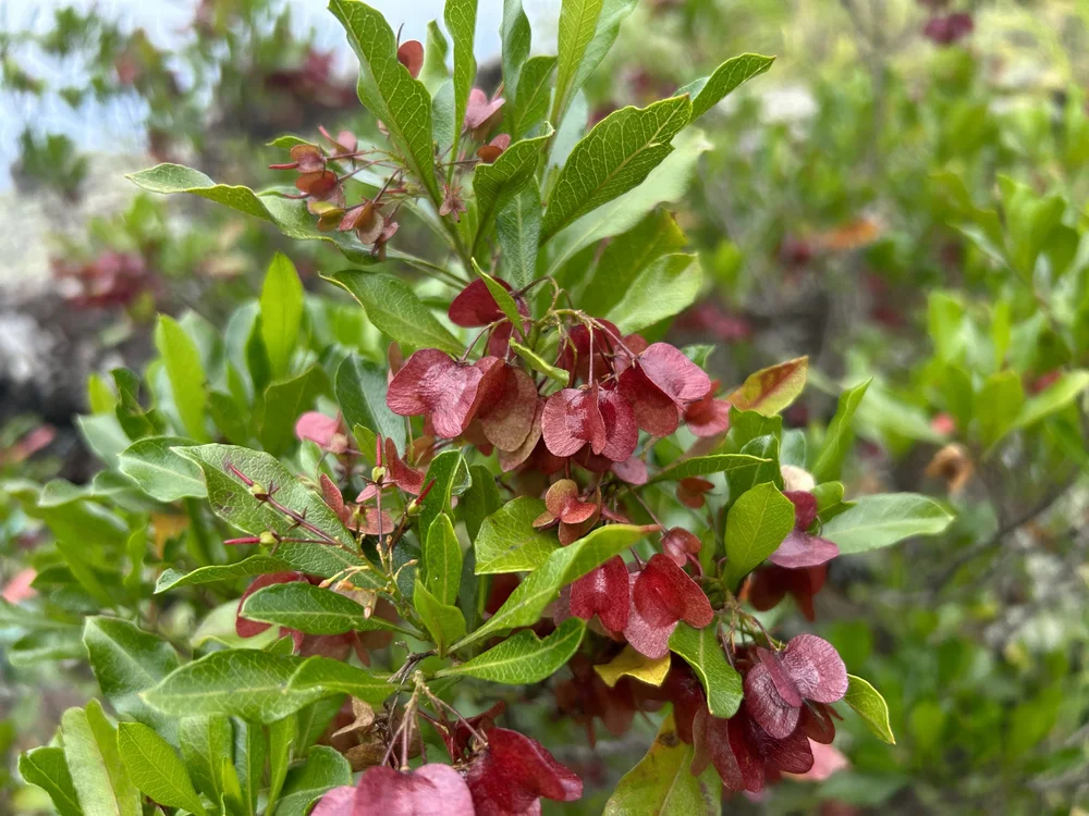 Native Hawaiian Plants: My Plant ID Guide — noahawaii