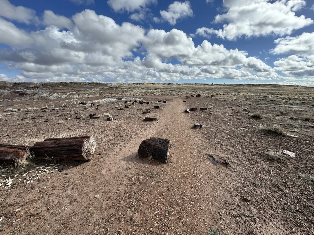 Hiking the Jasper Forest Trail in Petrified Forest National Park ...